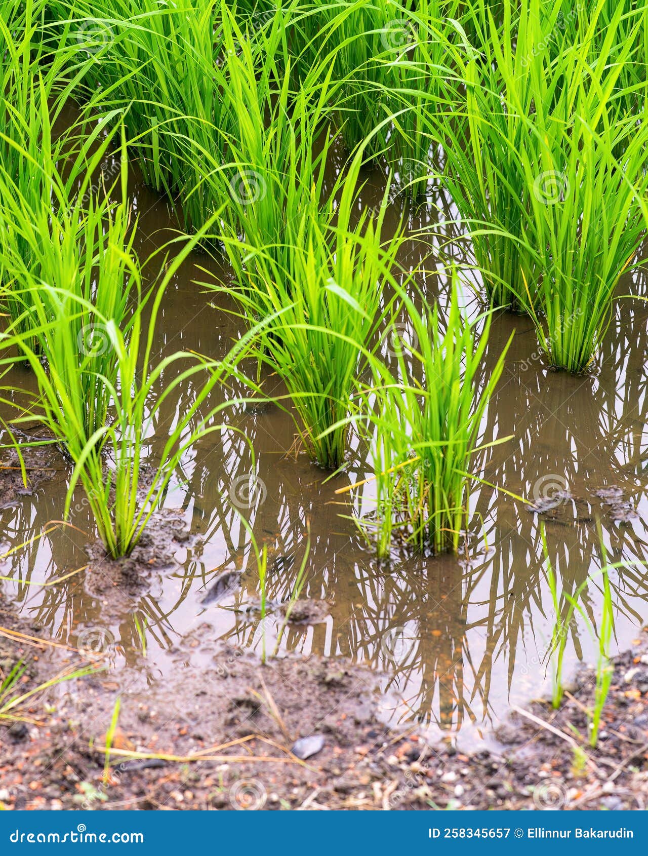 Green Paddy Field in the Water Stock Image - Image of nature, plant ...