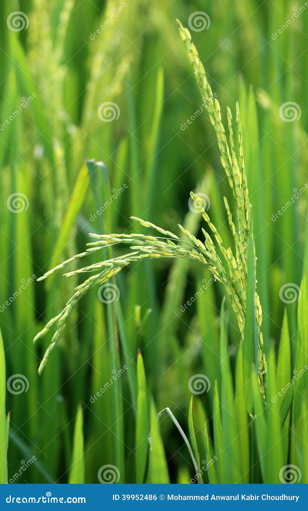 Green paddy in field stock photo. Image of asia, crop - 39952486