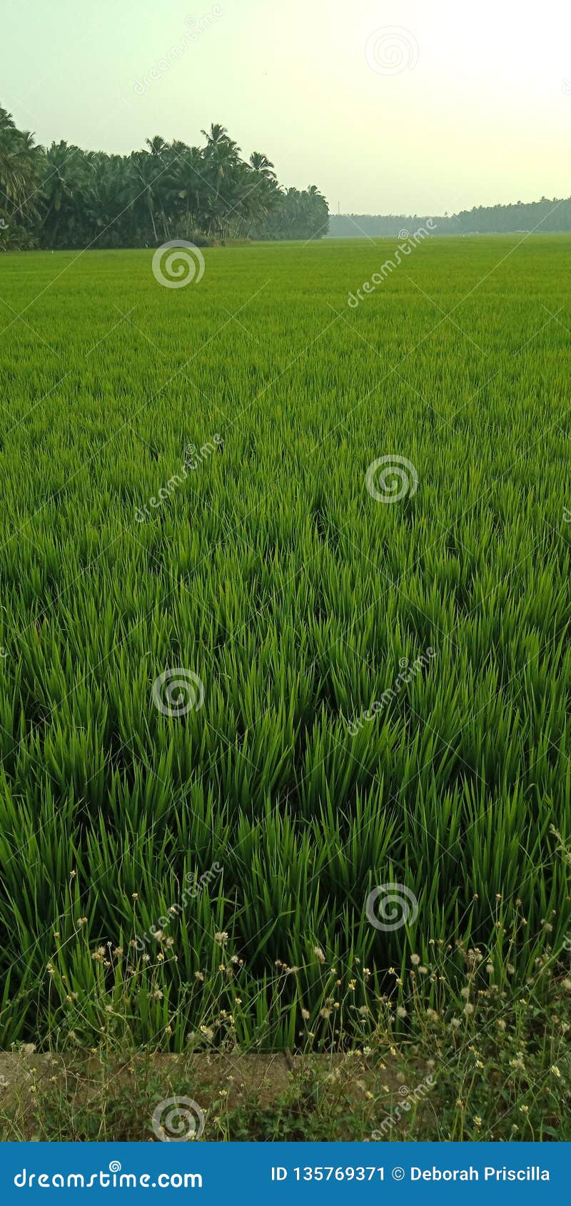 Green paddy fields stock image. Image of beauty, paddy - 135769371