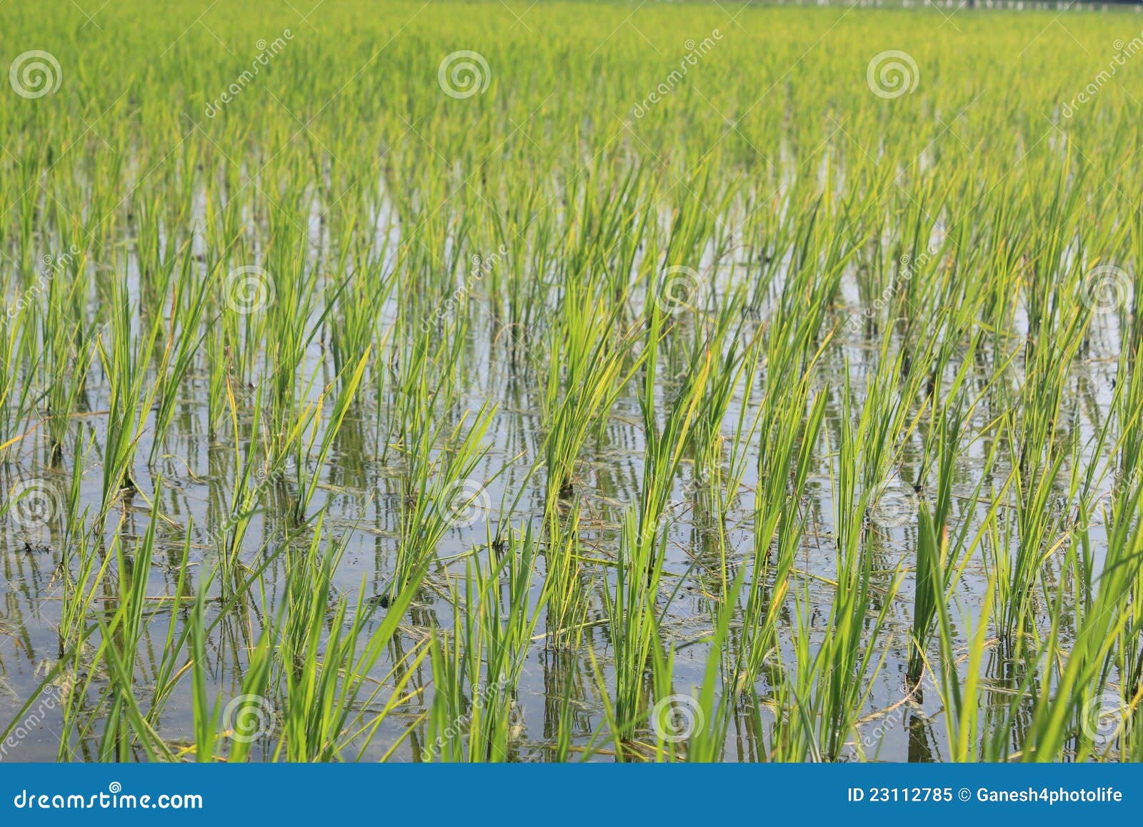 Green Paddy Fields of Rice, India Stock Image - Image of fields, paddy ...