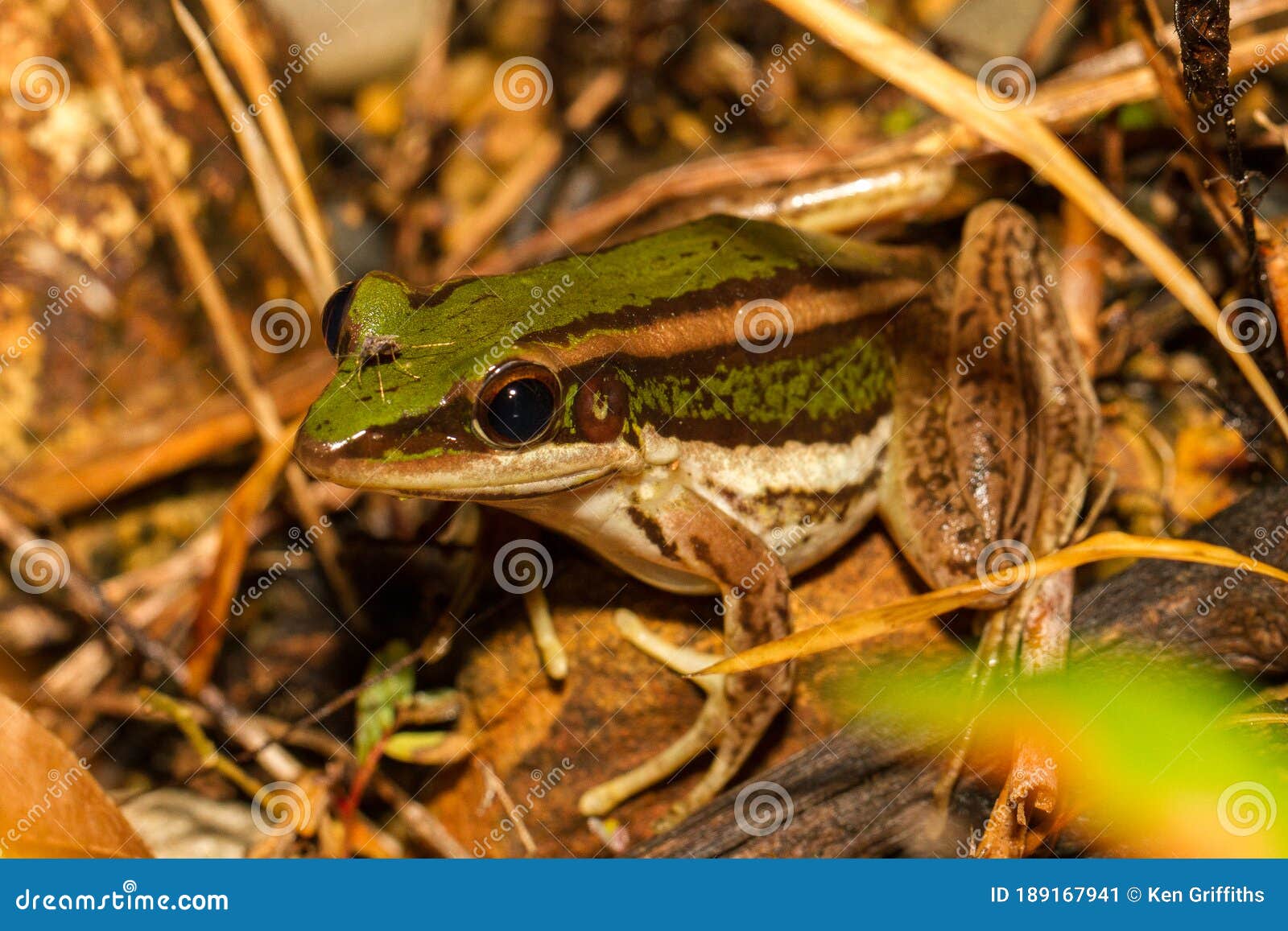 Green Paddy Frog stock image. Image of paddy, hylarana - 189167941