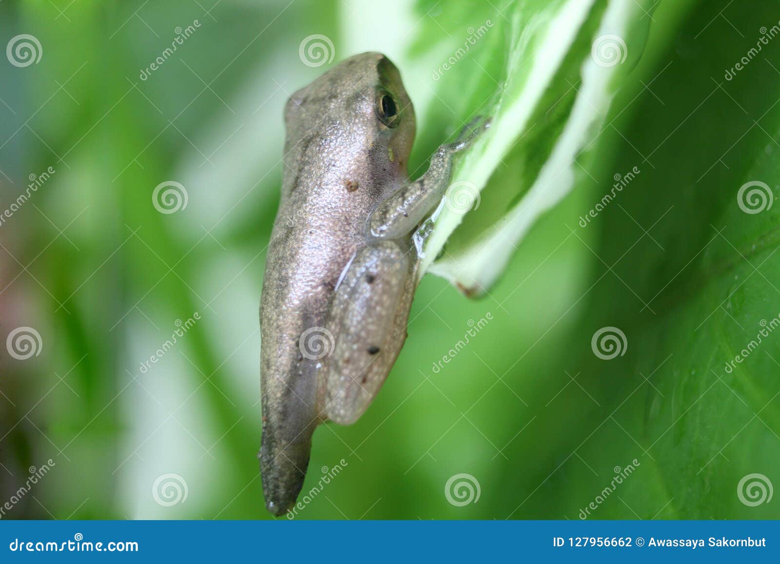 Green Paddy Frog is on the Leaves with Drops of Dew. Stock Photo ...