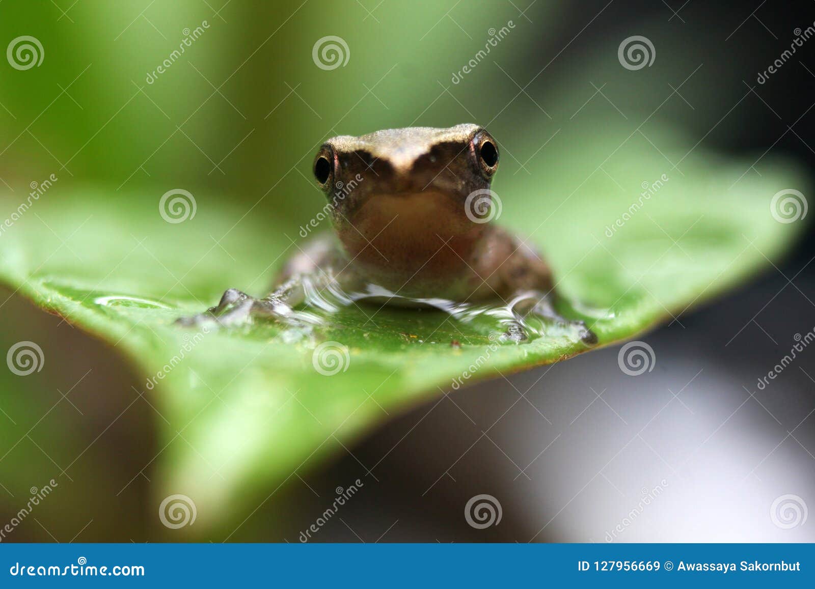 Green Paddy Frog is on the Leaves with Drops of Dew. Stock Image ...