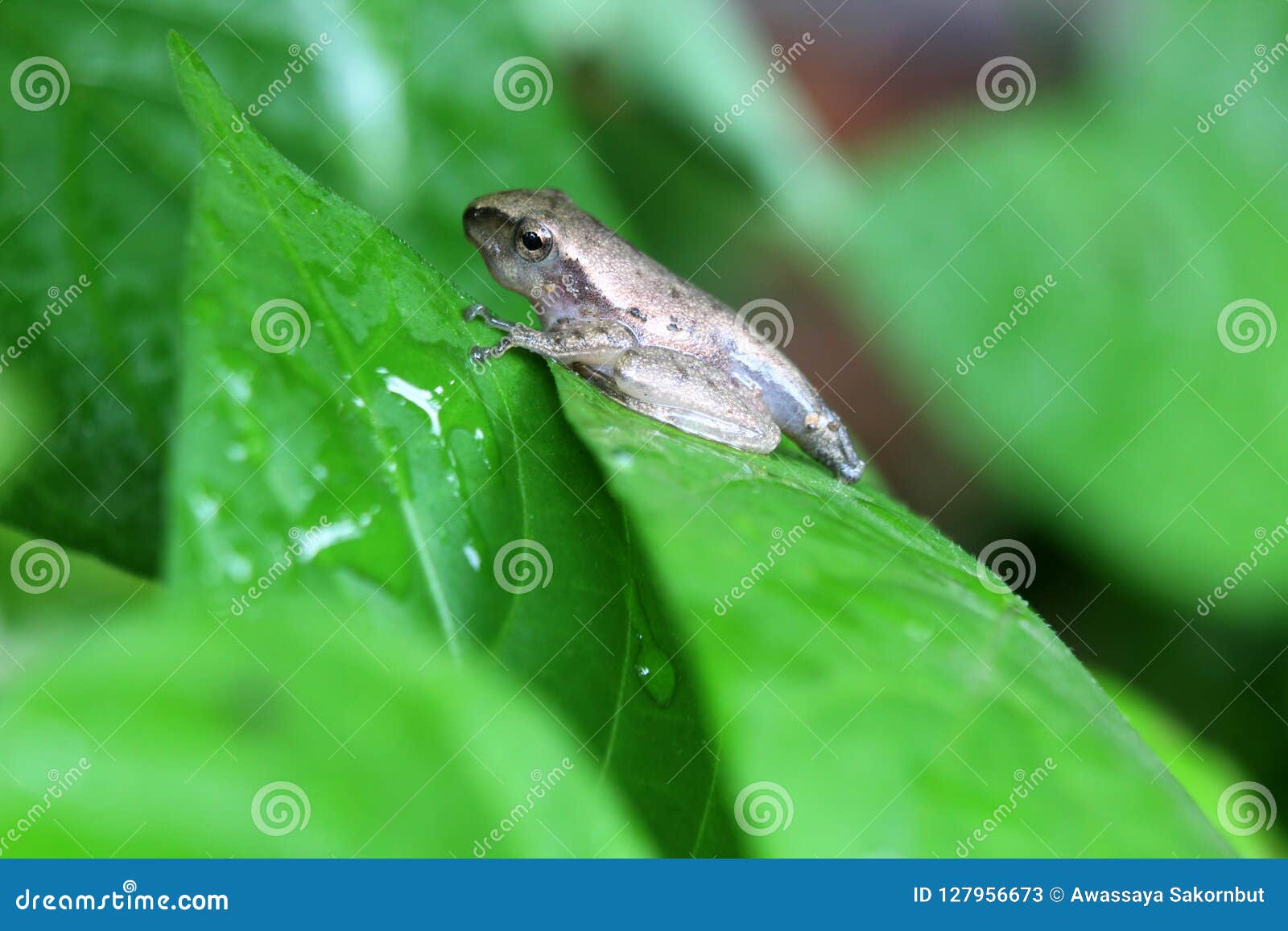 Green Paddy Frog is on the Leaves with Drops of Dew. Stock Image ...