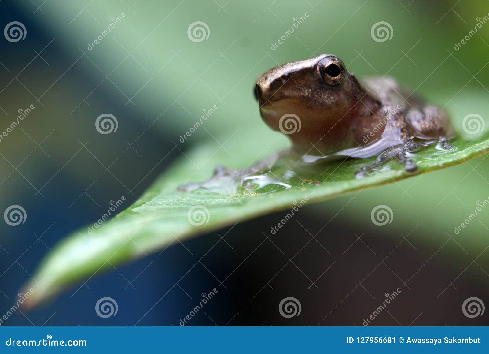 Green Paddy Frog is on the Leaves with Drops of Dew. Stock Image ...