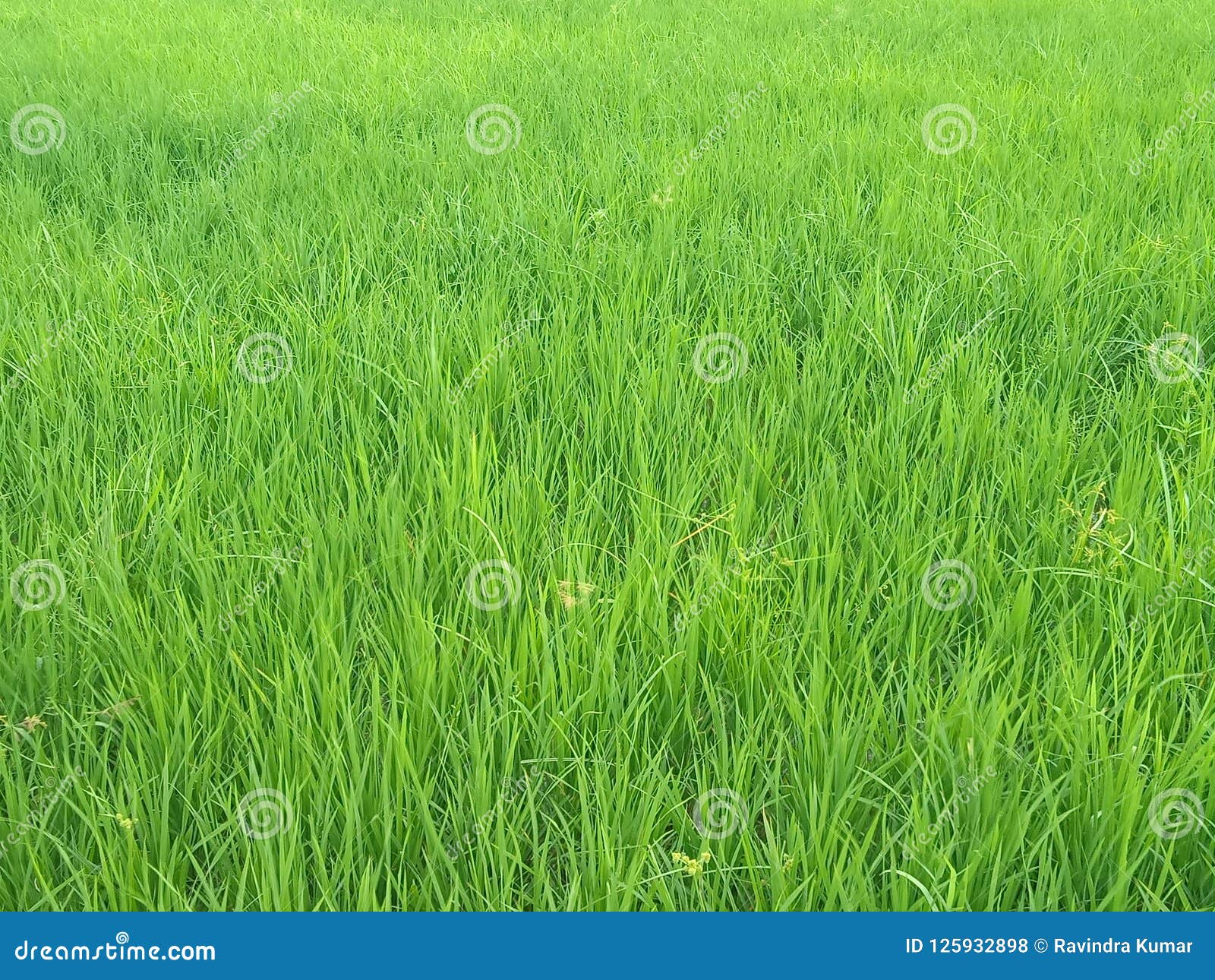 Green paddy grass field stock photo. Image of paddy - 125932898