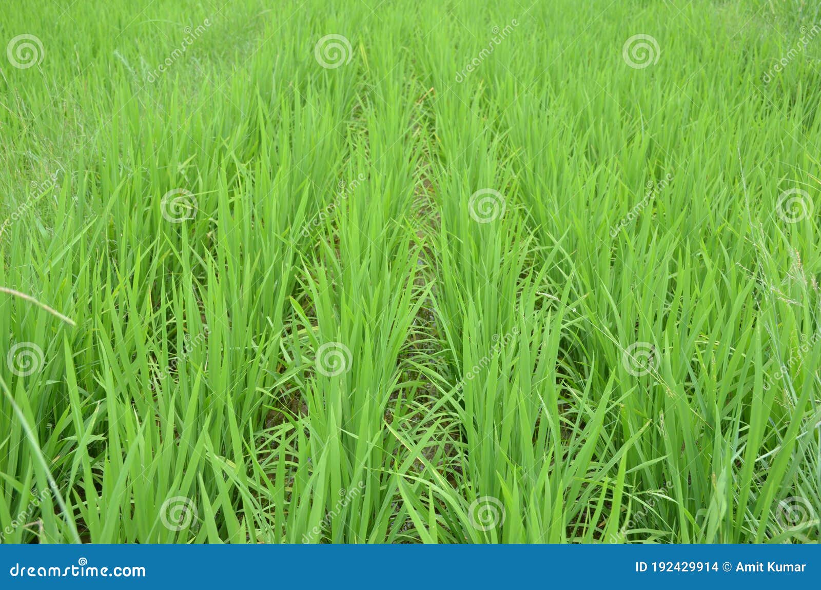 The Green Paddy Plant Seedlings in the Field Stock Photo - Image of ...