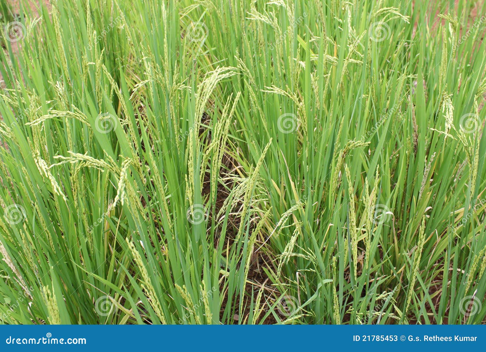 Green Paddy Plants Stock Photos - Image: 21785453