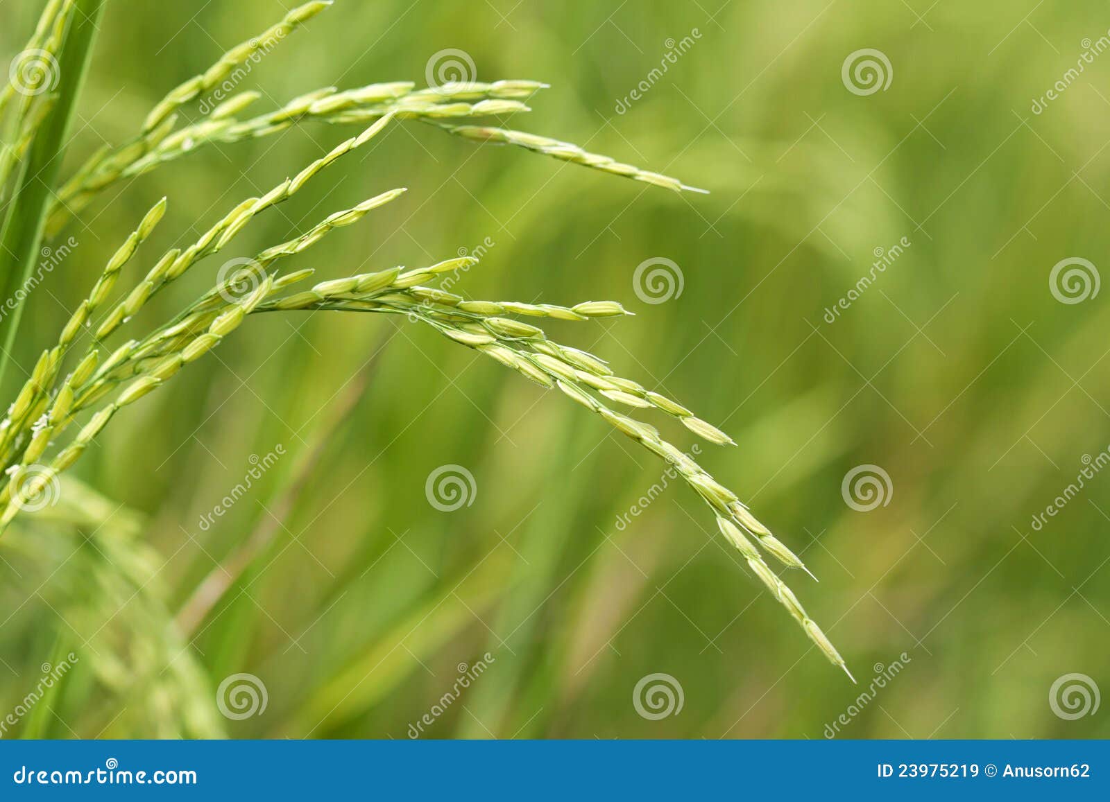 Green paddy rice stock image. Image of flora, golden - 23975219