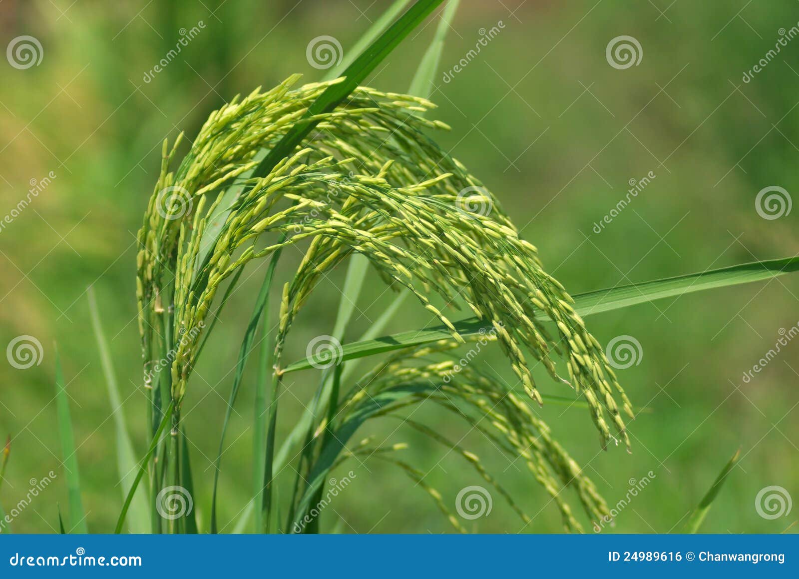 Green paddy rice stock photo. Image of foliage, nature - 24989616