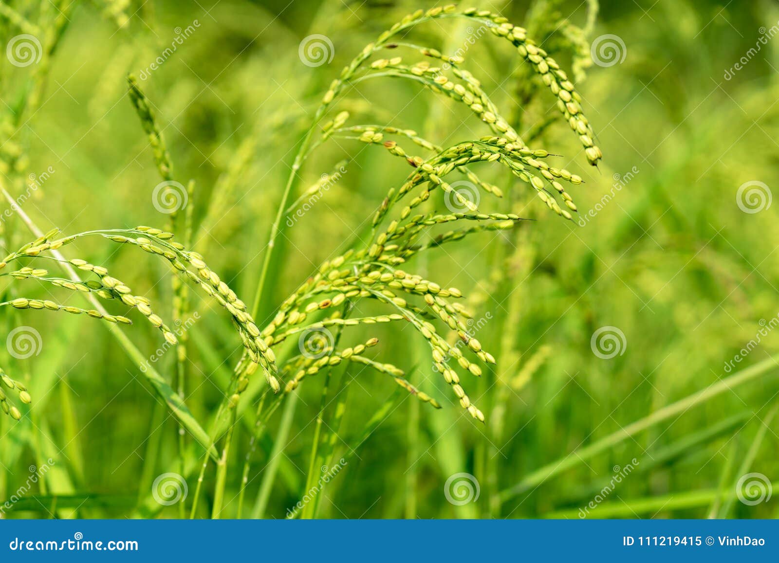 Green paddy rice in field stock image. Image of autumn - 111219415