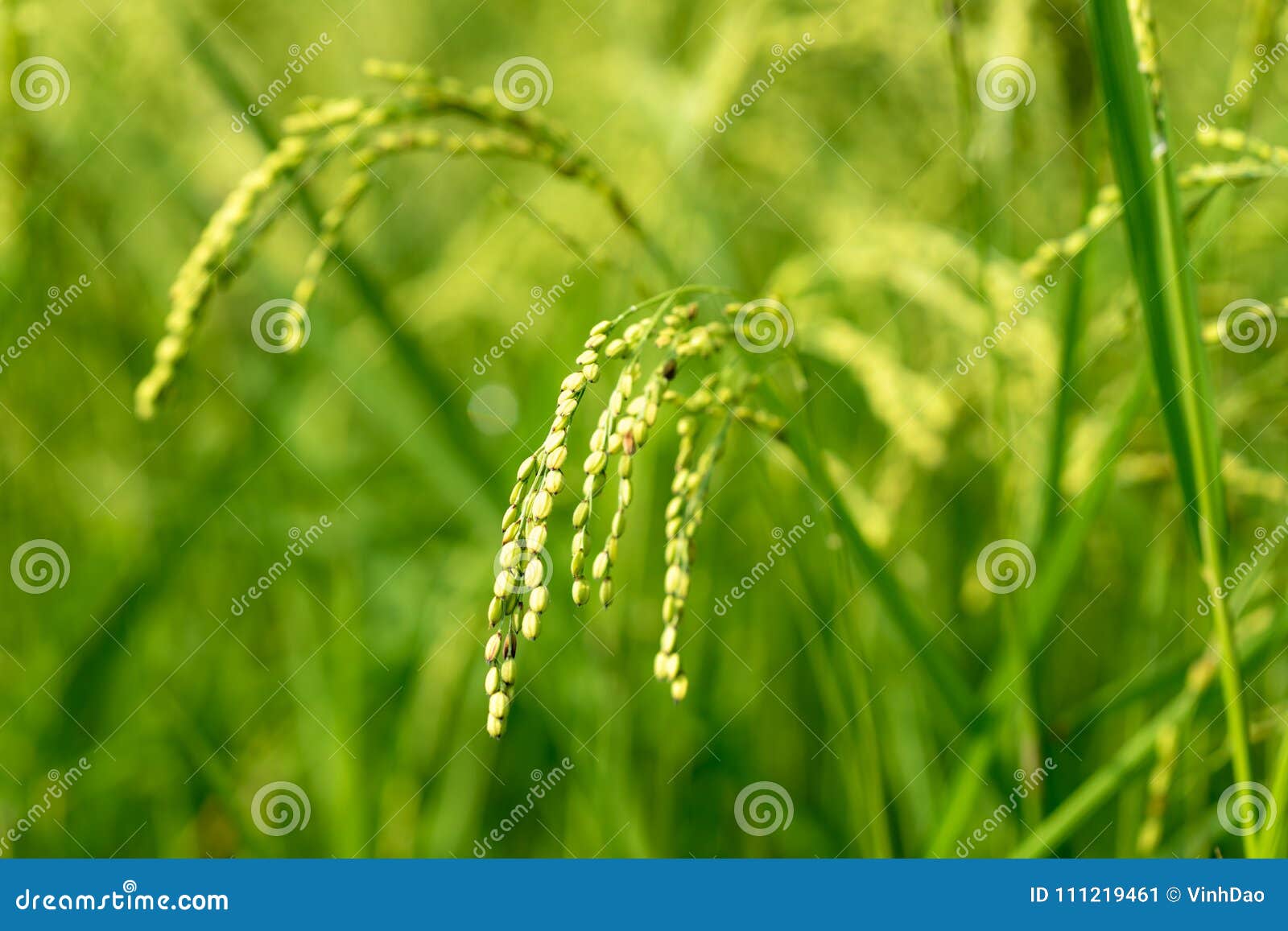 Green paddy rice in field stock image. Image of outdoors - 111219461