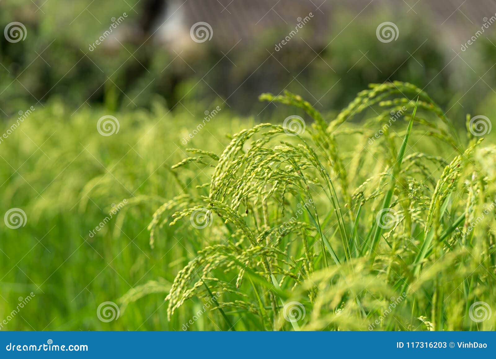 Green paddy rice in field stock image. Image of meadow - 117316203