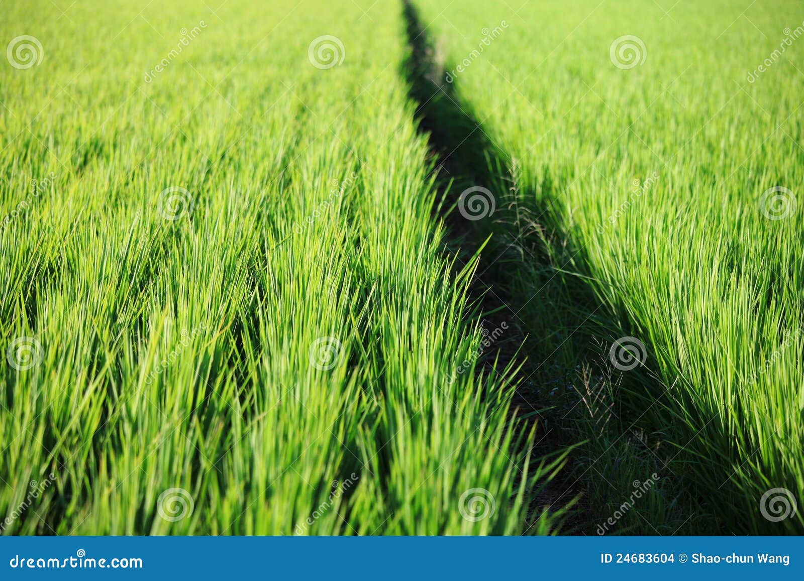 Green paddy rice in field stock photo. Image of farmland - 24683604