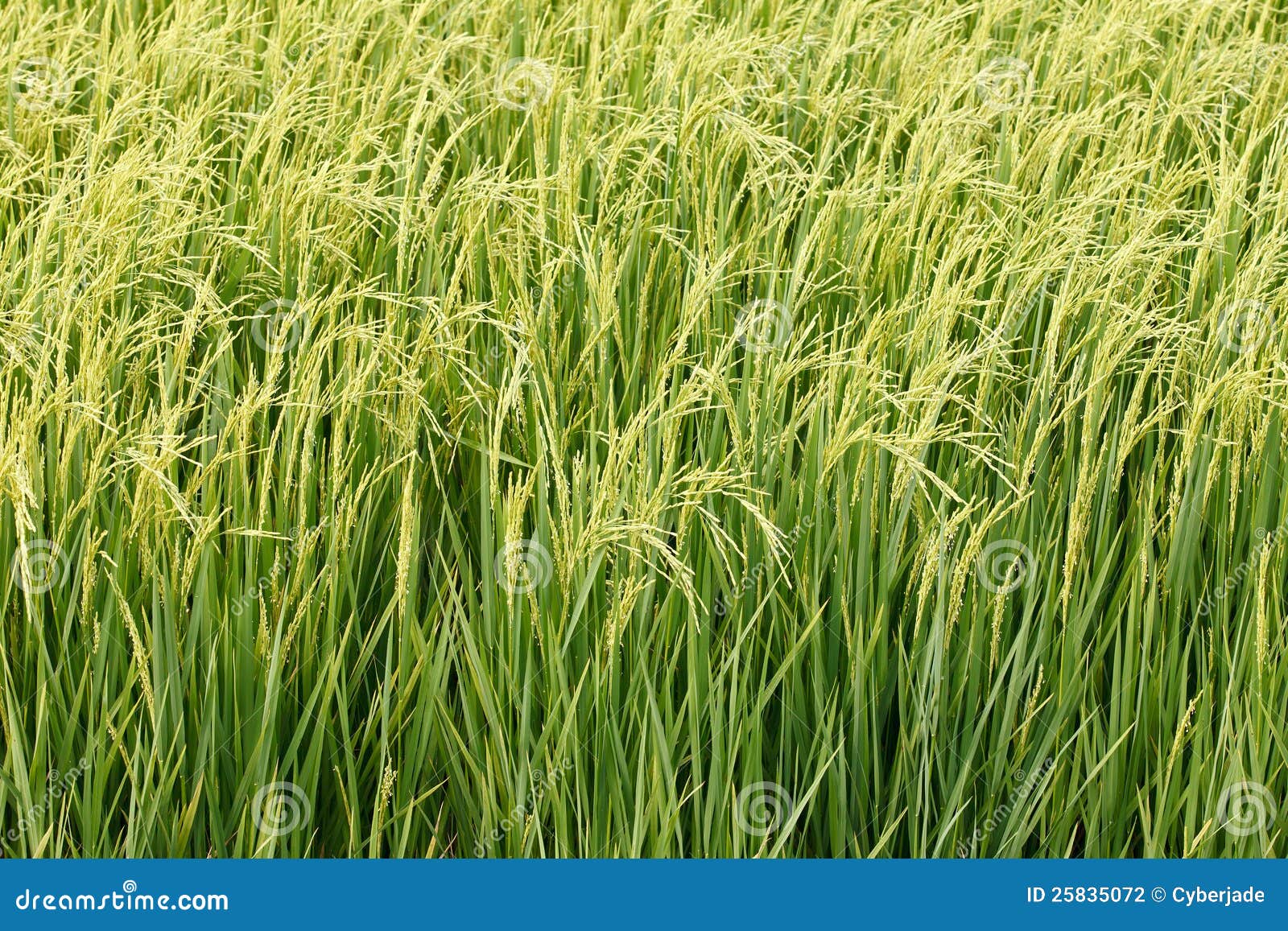 Green paddy rice in field. stock photo. Image of fresh - 25835072