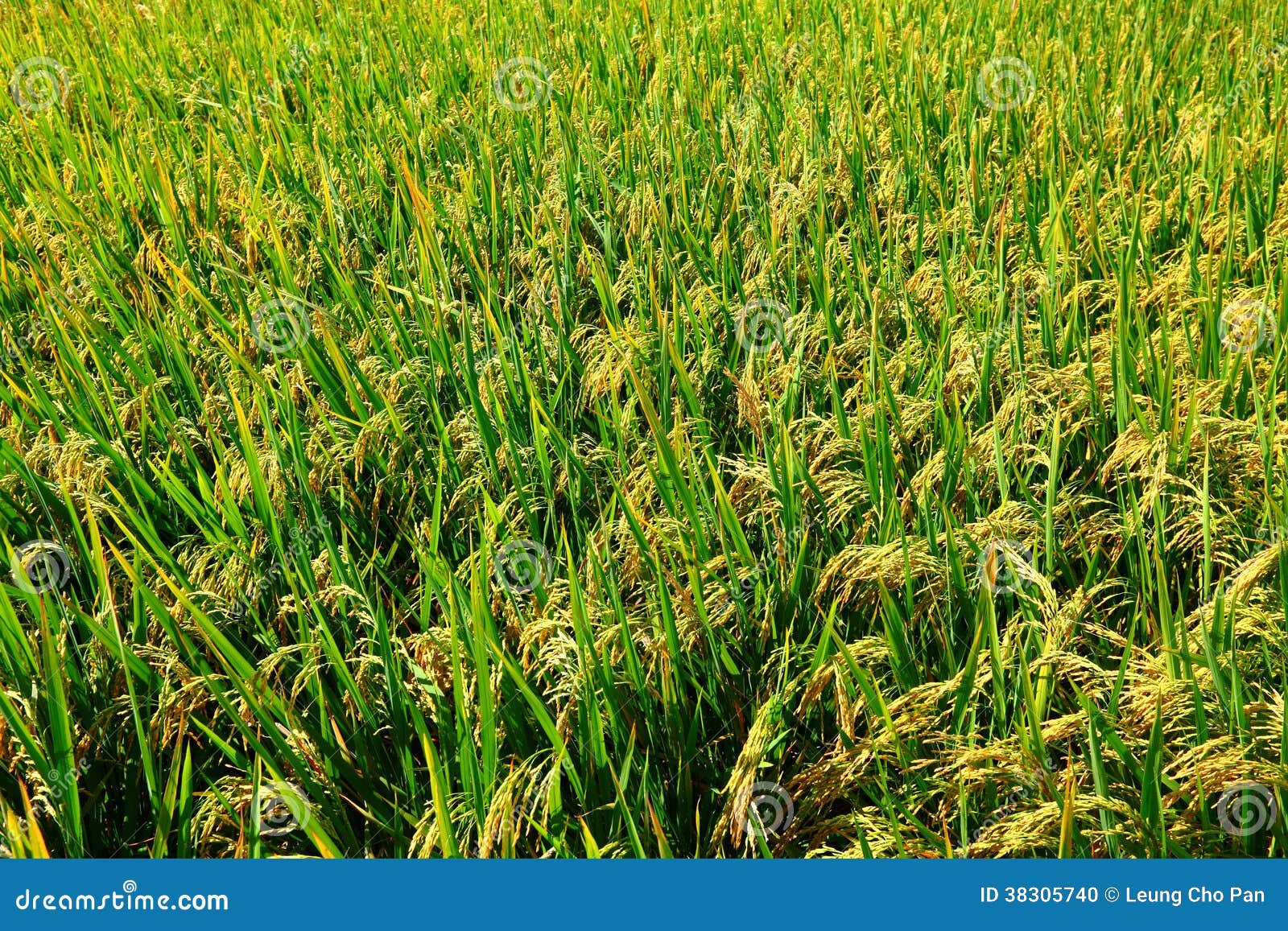 Green paddy rice field stock photo. Image of yellow, rice - 38305740