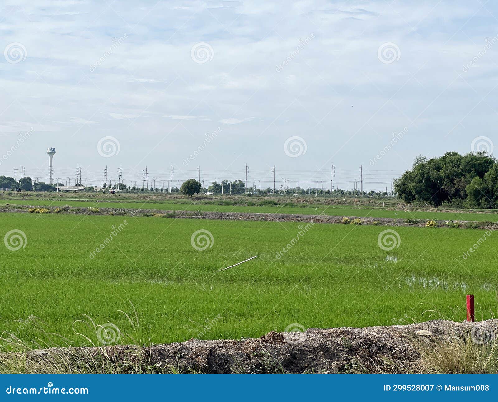 Green Paddy Rice Field with Blue Sky Stock Image - Image of paddy ...