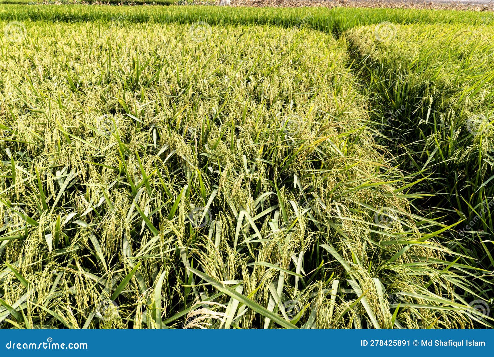 Rice Field Harvest Wallpaper