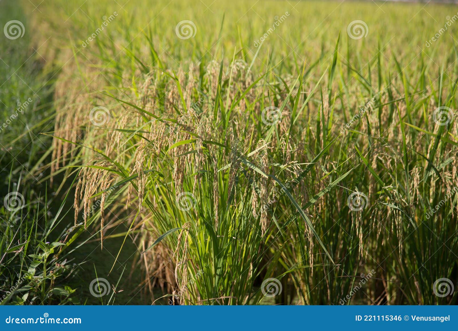 Green Paddy Rice in the Rice Field Stock Photo - Image of landscape ...