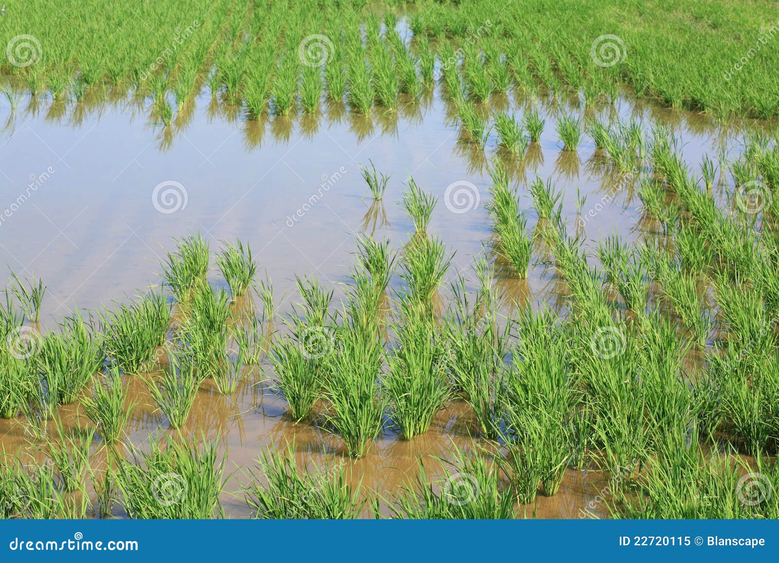 Green Paddy Rice Field with Water Stock Image - Image of detail, food ...