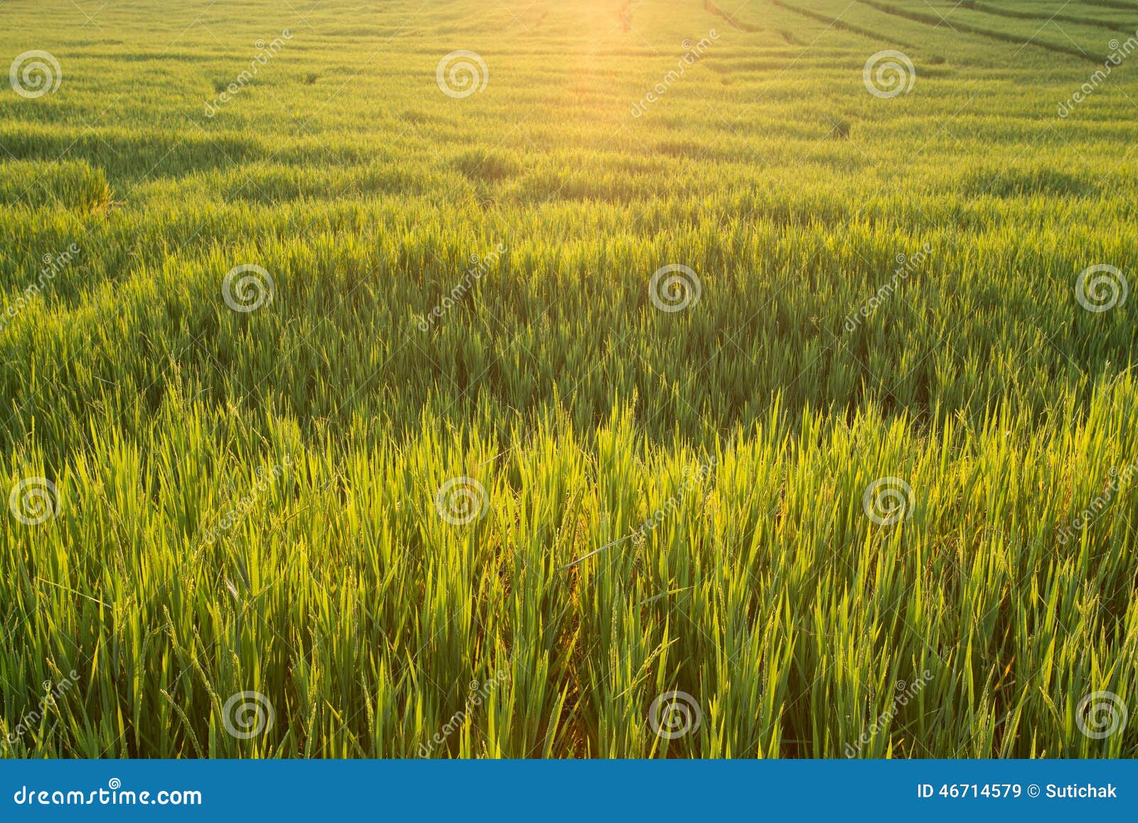 Green Paddy Rice Fields of Agriculture Stock Image - Image of grain ...