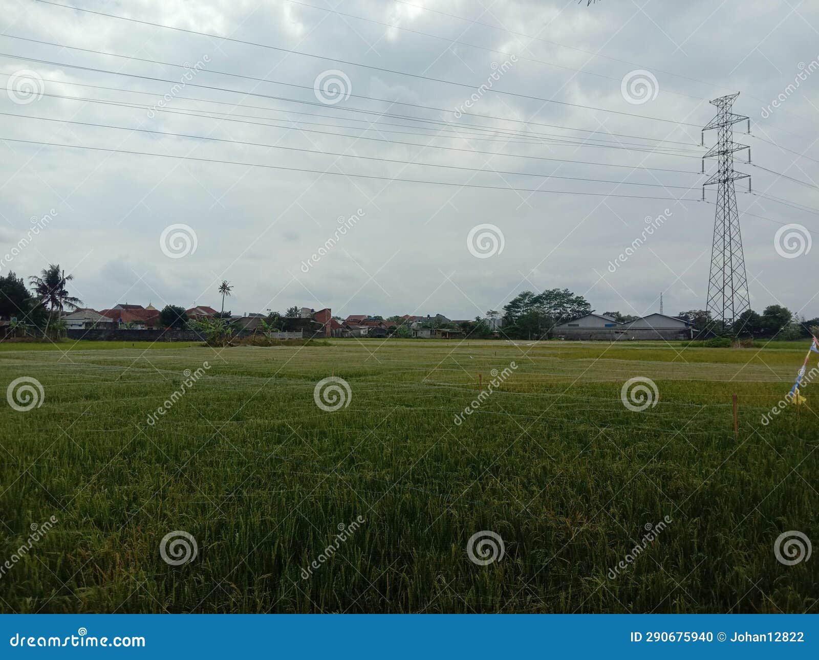 Green Paddy Rice Fields Background Stock Photo - Image of hill ...