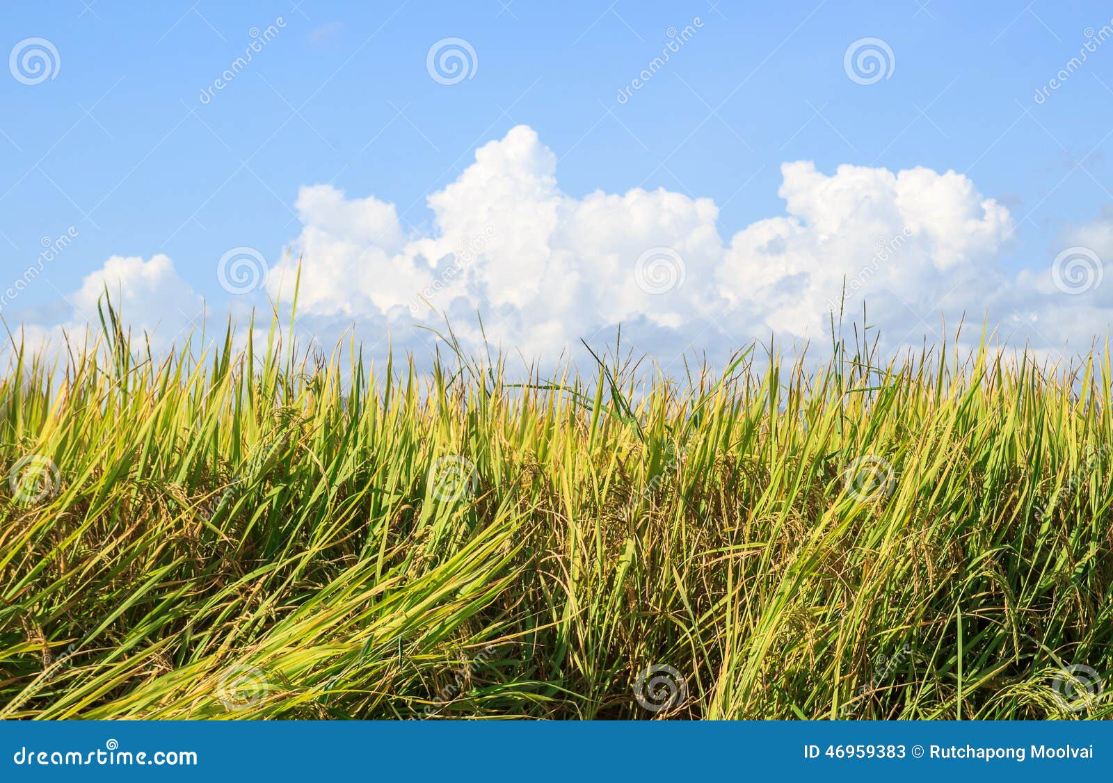 Green Paddy Rice Plant with Blue Sky Background Stock Image - Image of ...