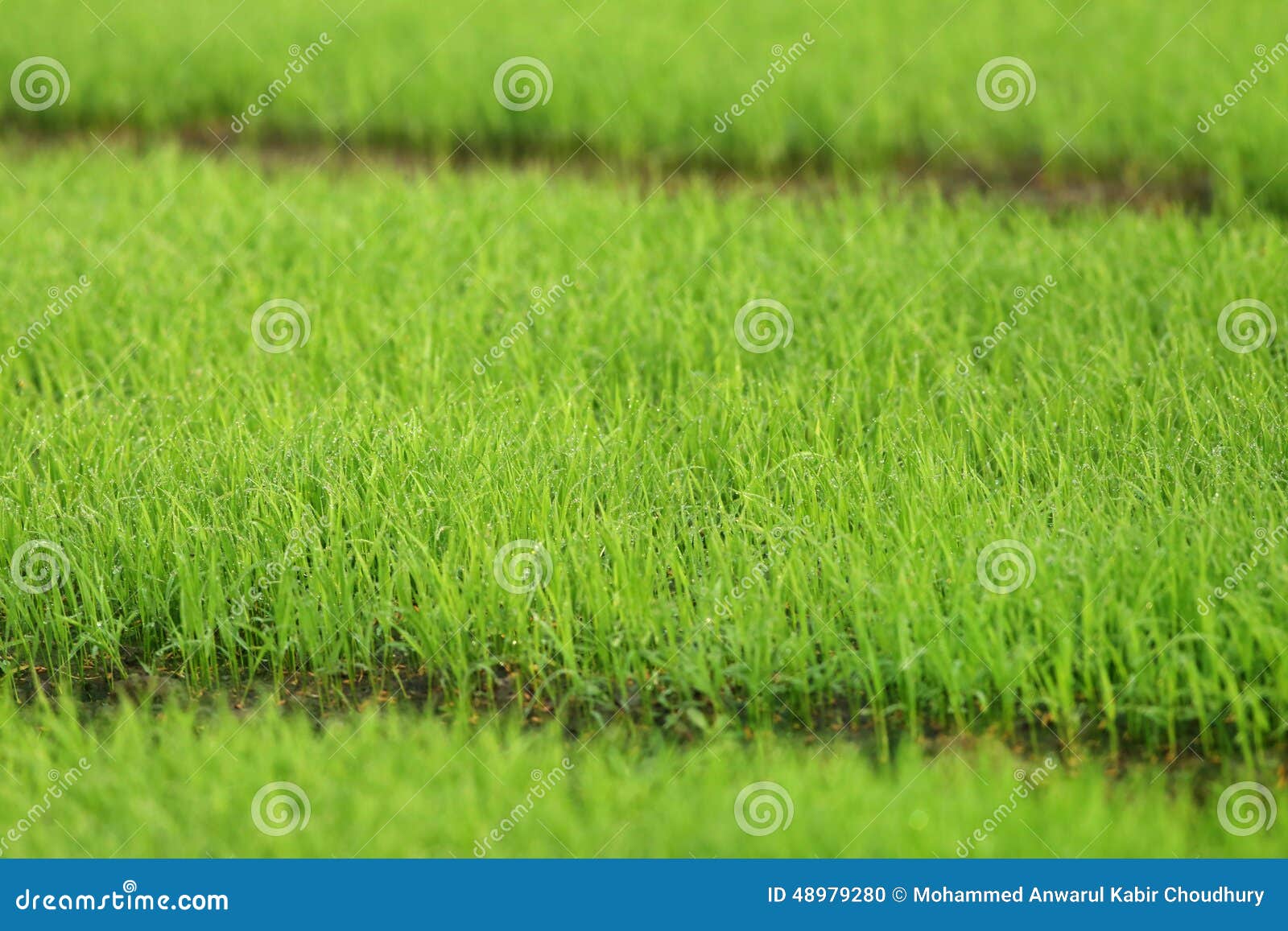 Green paddy seedlings stock photo. Image of environment - 48979280