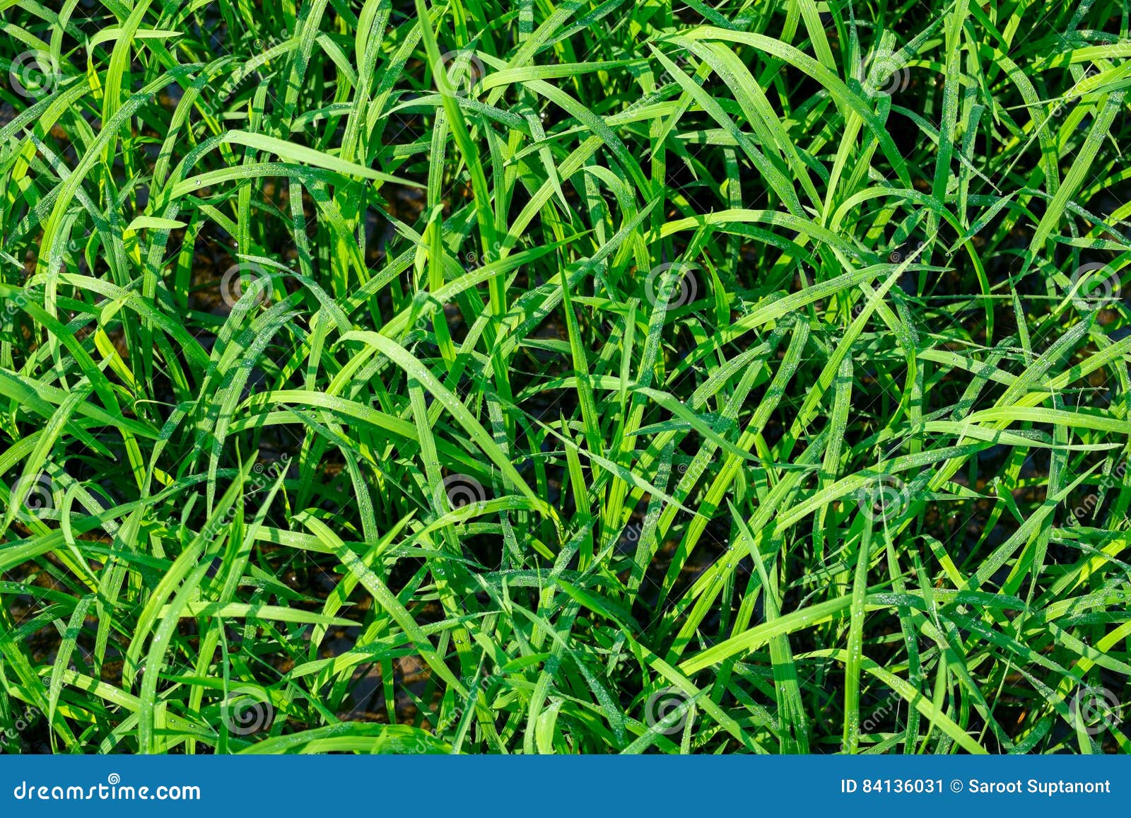 Green Paddy texture stock image. Image of rural, field - 84136031