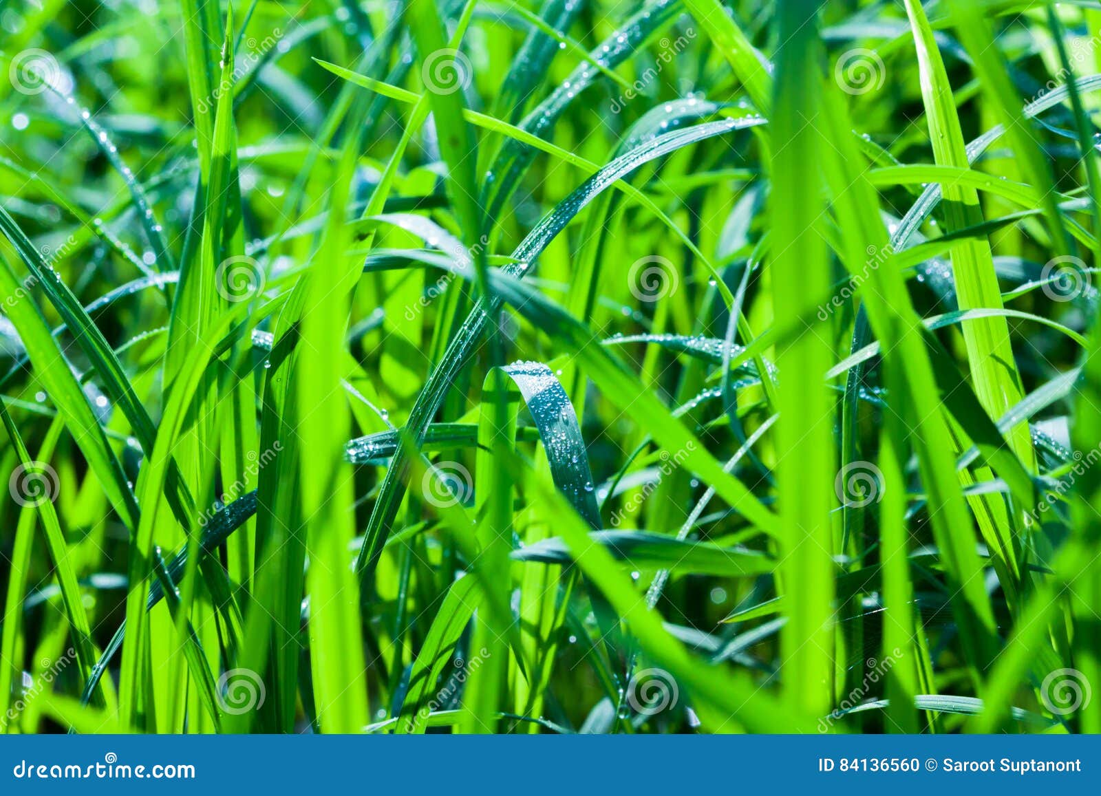 Green Paddy texture stock photo. Image of season, rice - 84136560