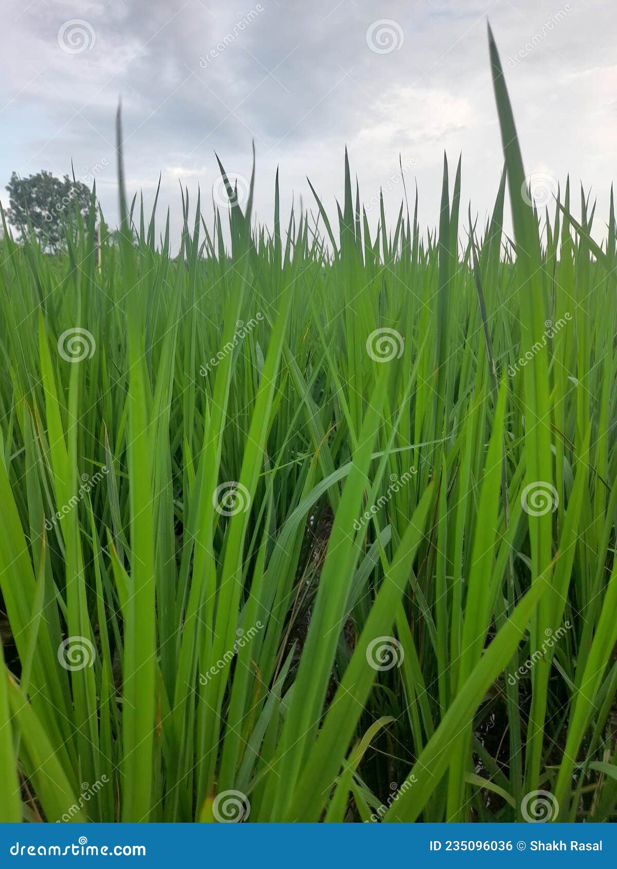 Green Paddy Tree Royalty-Free Stock Image | CartoonDealer.com #235096036