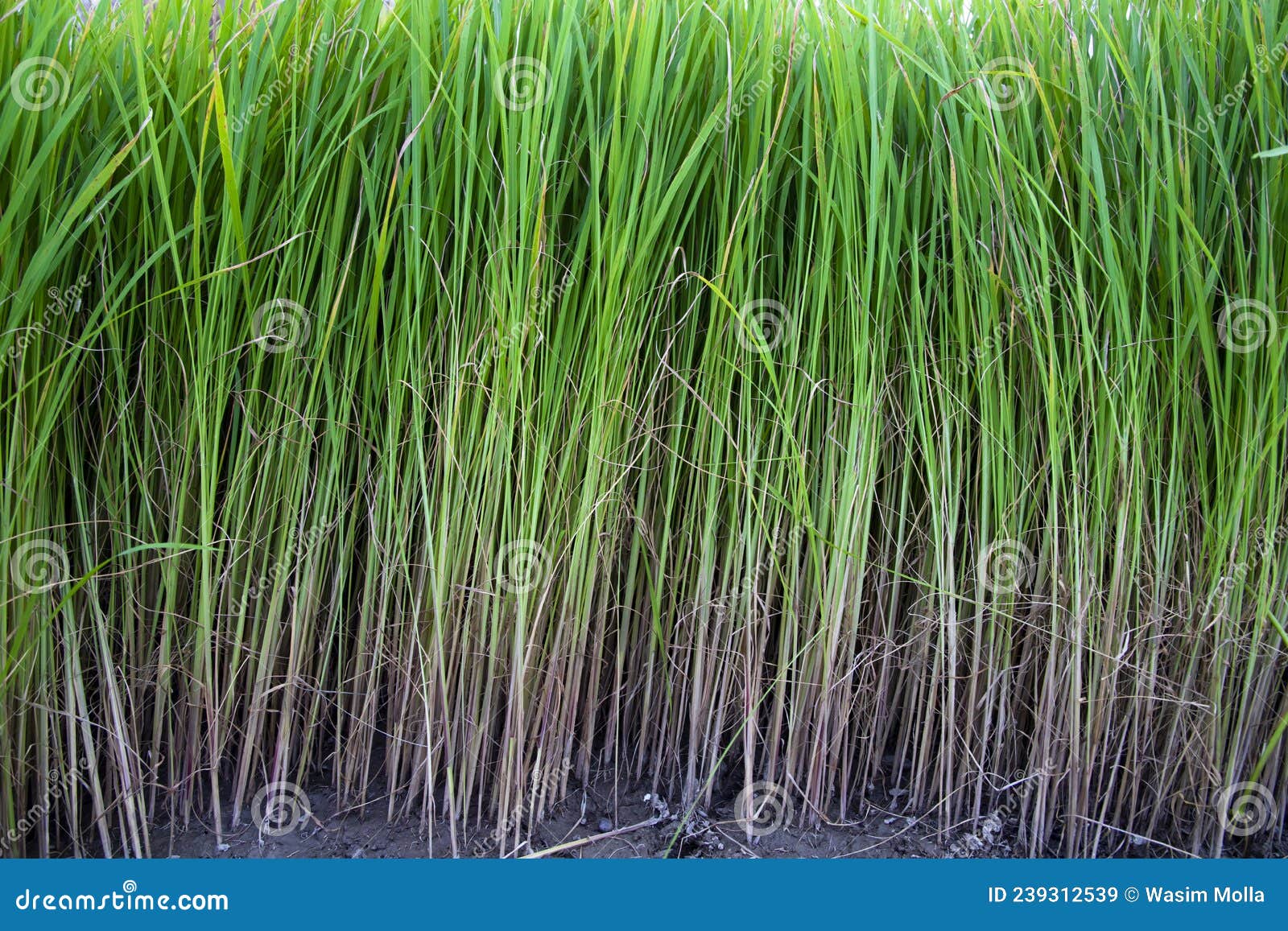 Green Paddy Tree Plants-Rice Plant-Green Background Texture Stock Image ...