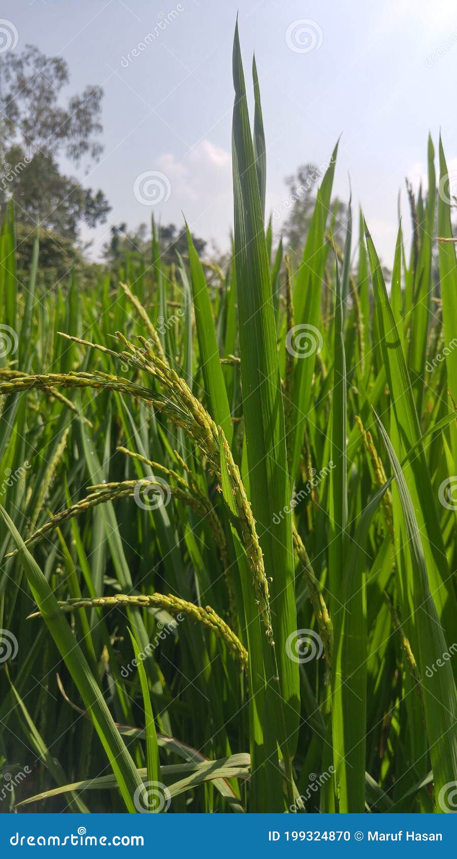 Green paddy trees stock photo. Image of twig, green - 199324870
