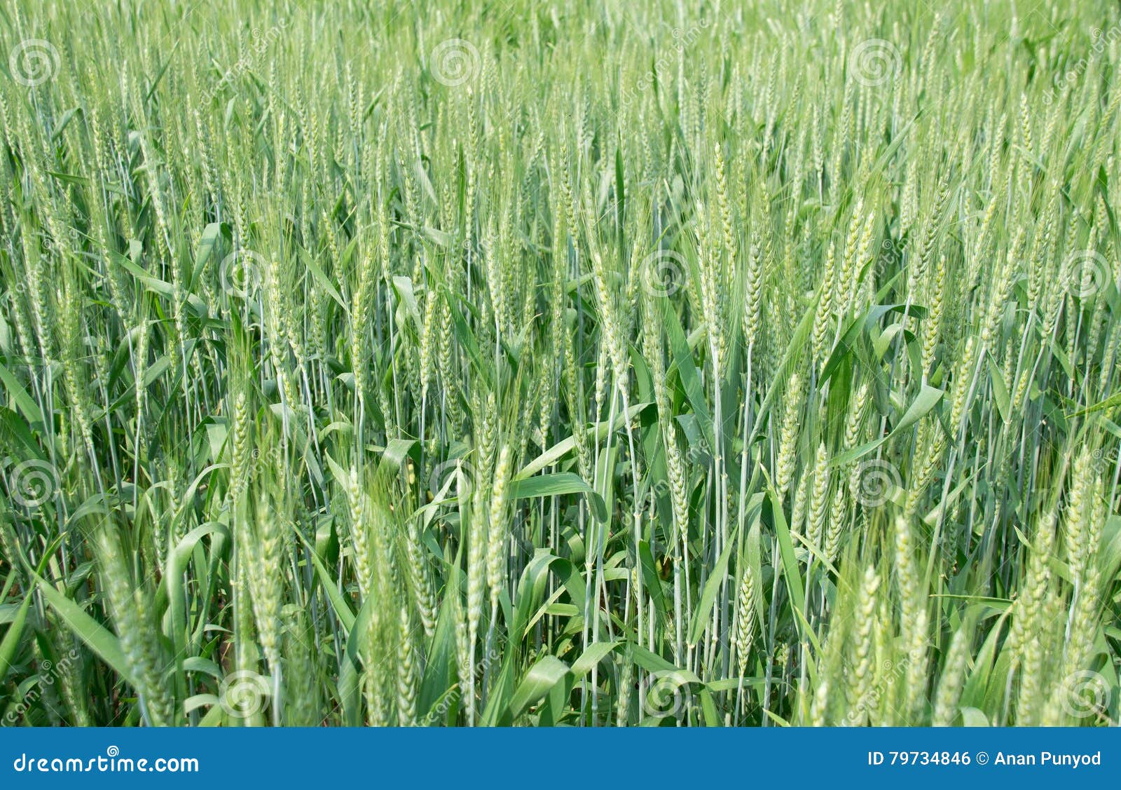 Green Paddy Wheat Barley Rice Plane Nature Abstract Background Stock ...