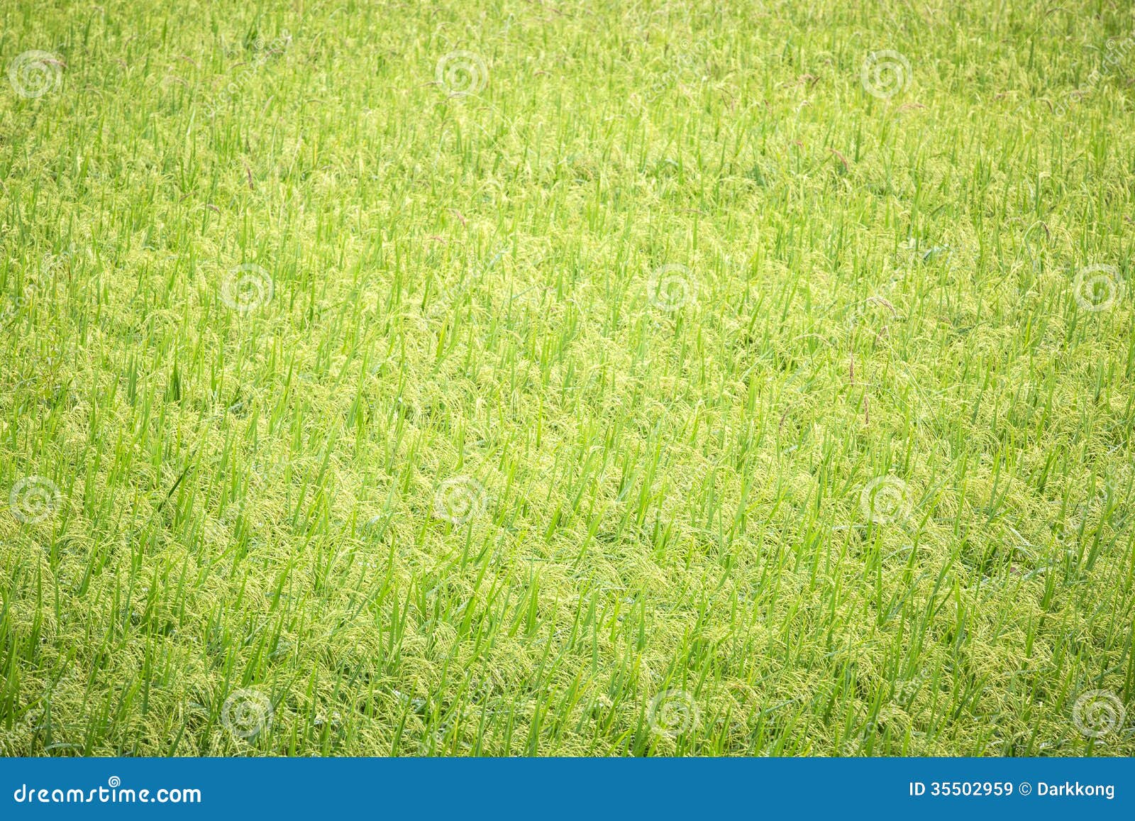 Green paddy stock image. Image of grow, agriculture, rice - 35502959
