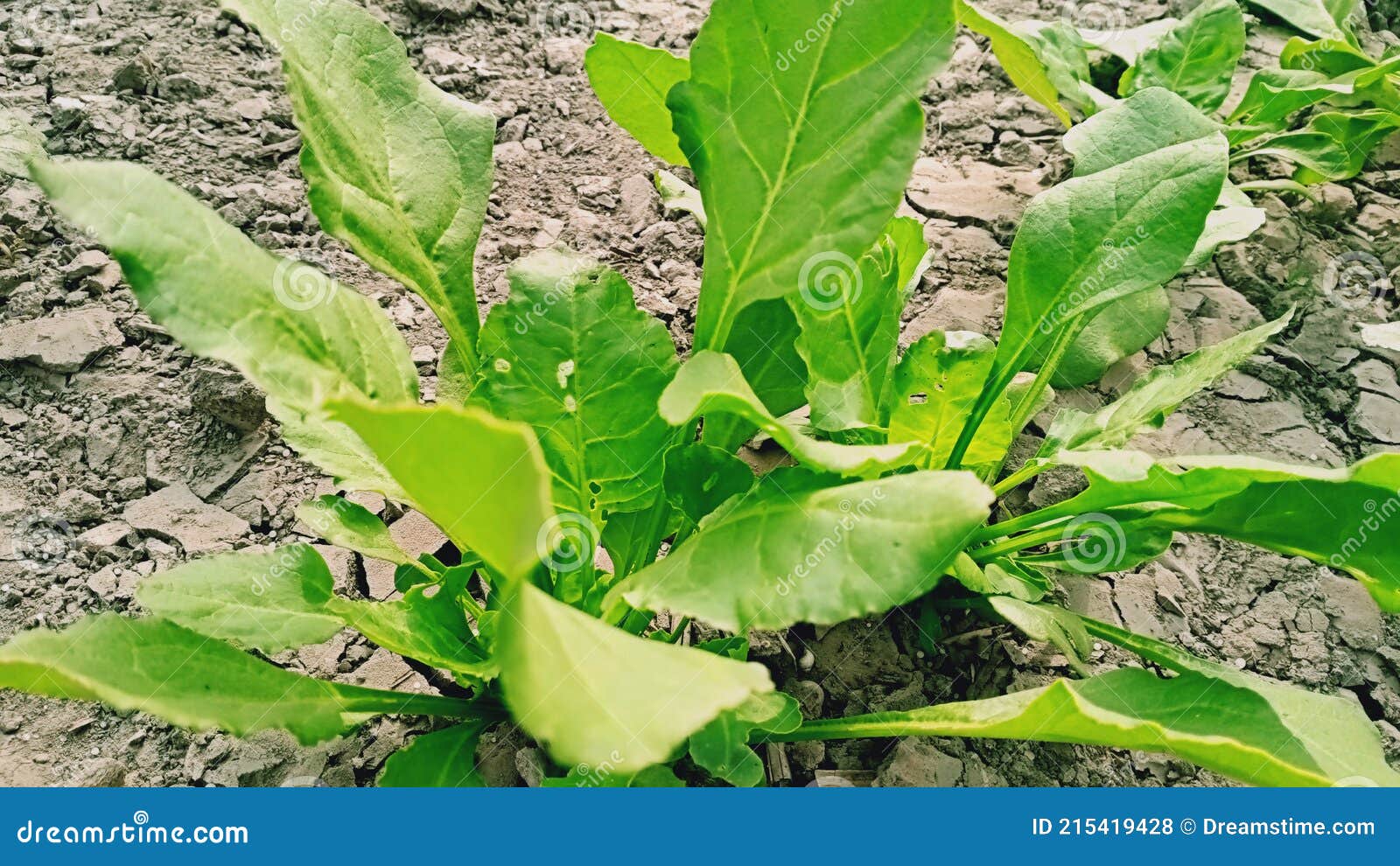 A Green Palak Plant in the Field Stock Photo - Image of tree ...