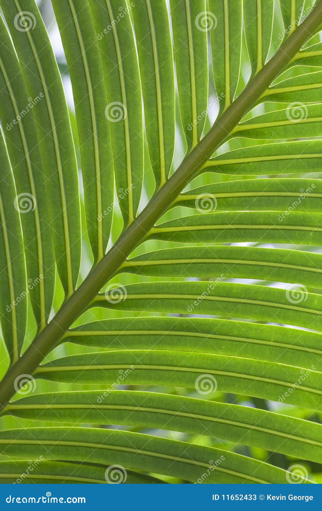 Green Palm stock image. Image of environment, nature - 11652433