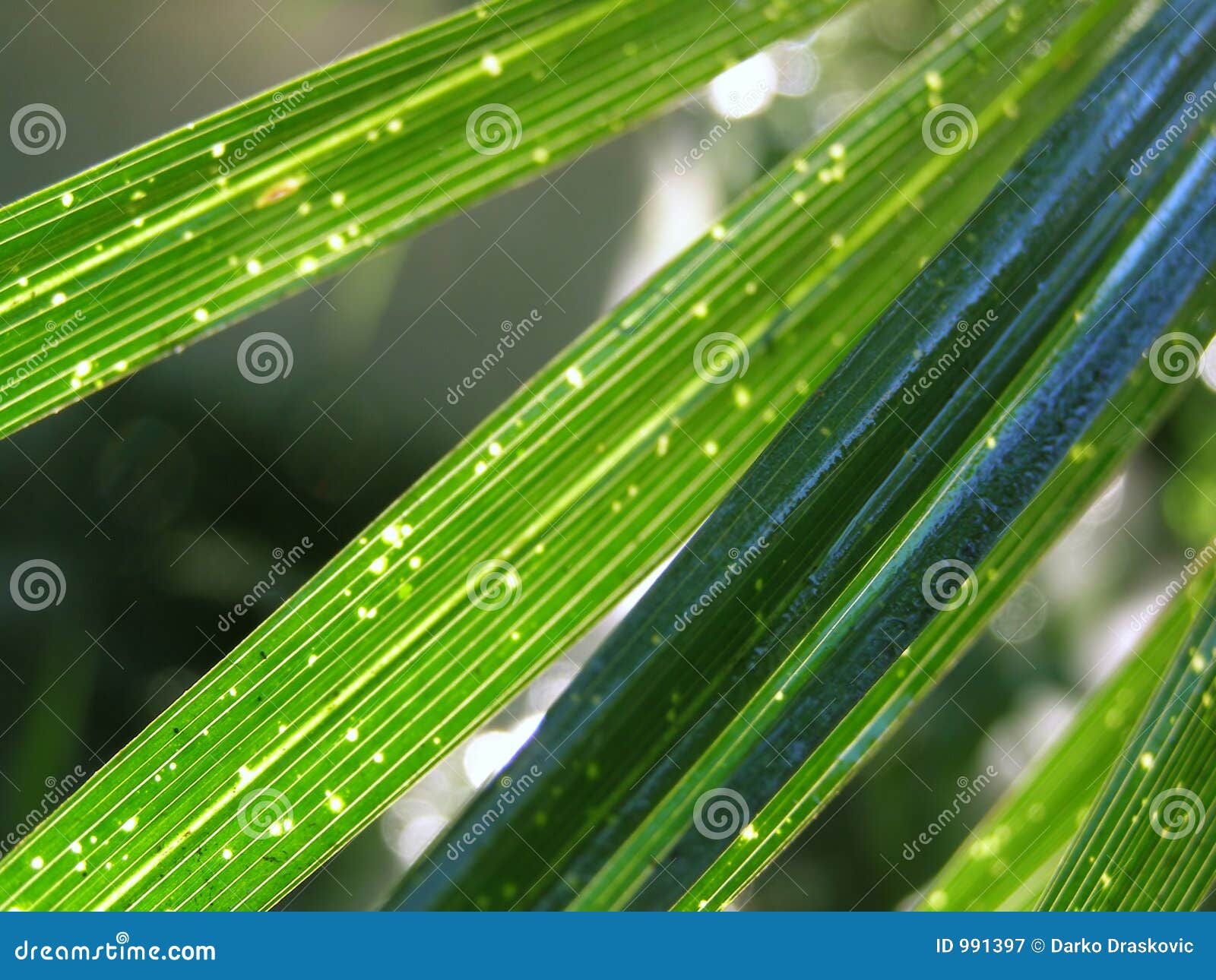 150 Green Palmera Stock Photos - Free & Royalty-Free Stock Photos from ...