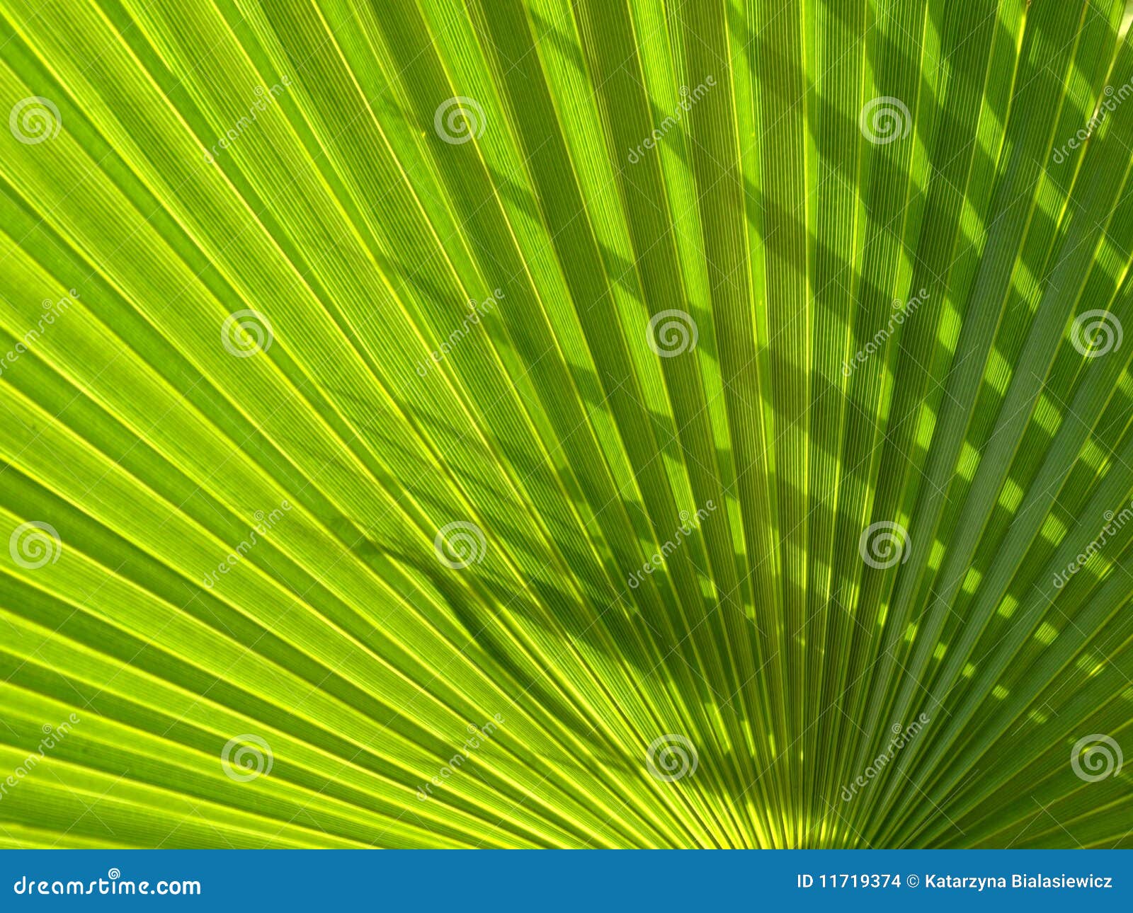 Green palm background stock photo. Image of plant, geometrical - 11719374