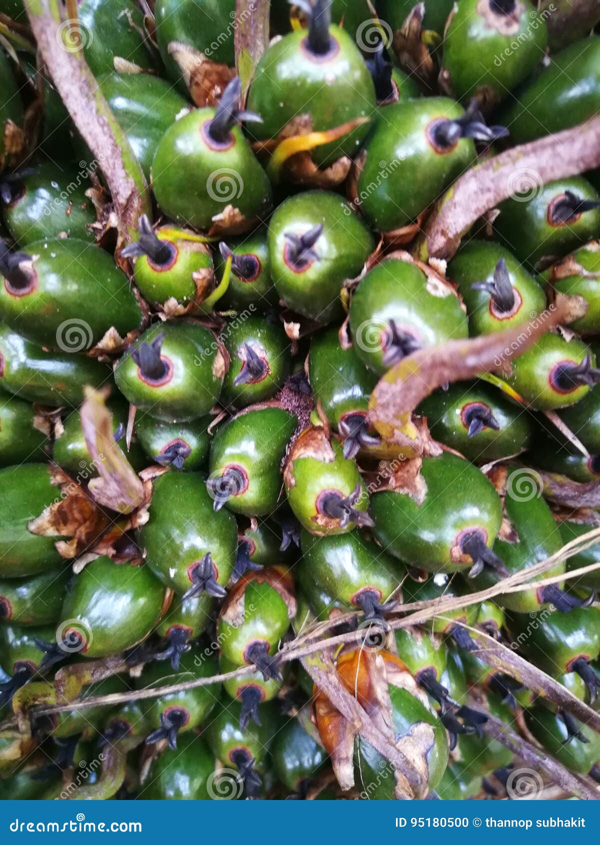 Green palm ball editorial image. Image of nature, ball - 95180500