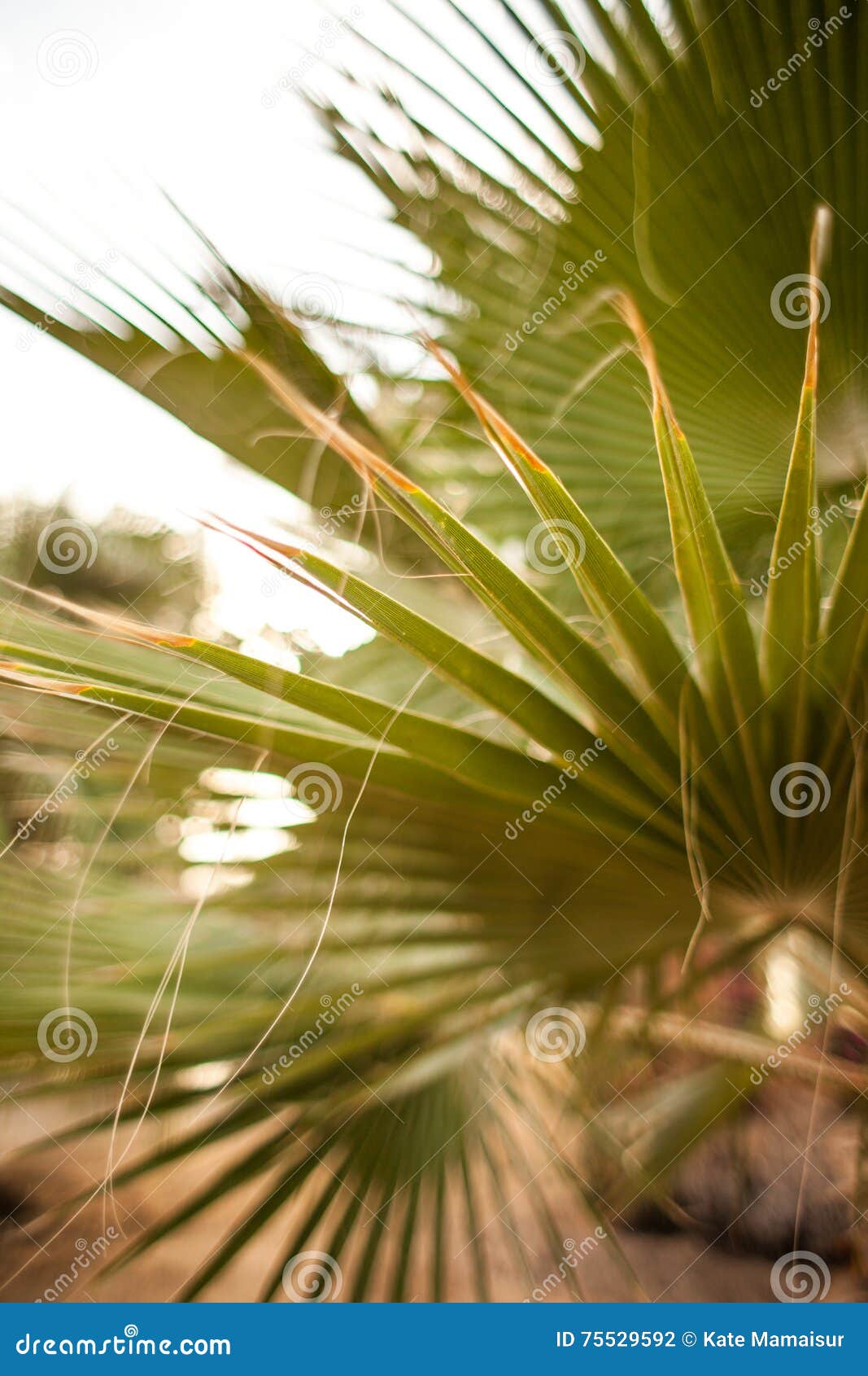 Green palm stock photo. Image of outdoor, palm, botany - 75529592