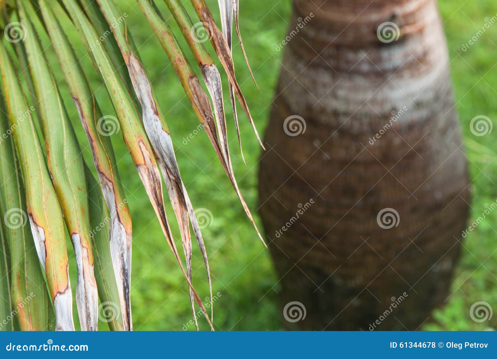 The Green Palm Branch. Barrel Tree. Stock Photo - Image of outside ...