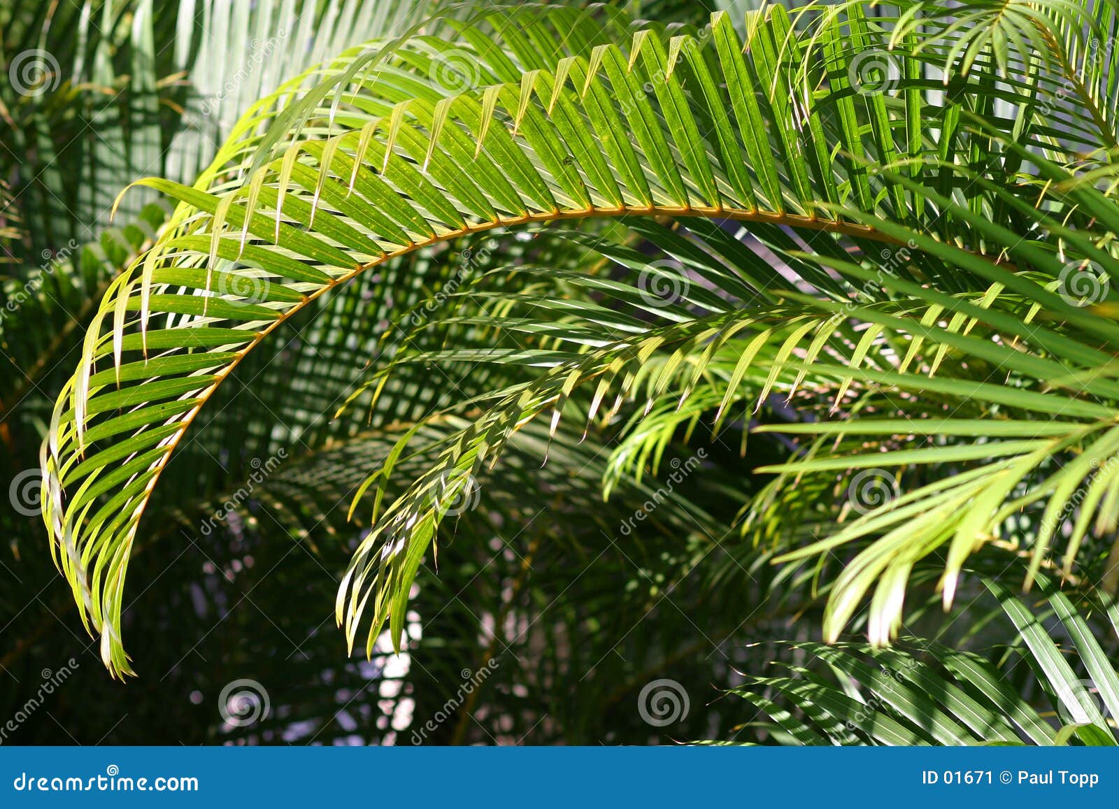 Green Palm Branches in Sunlight Stock Image - Image of tropical, plant ...