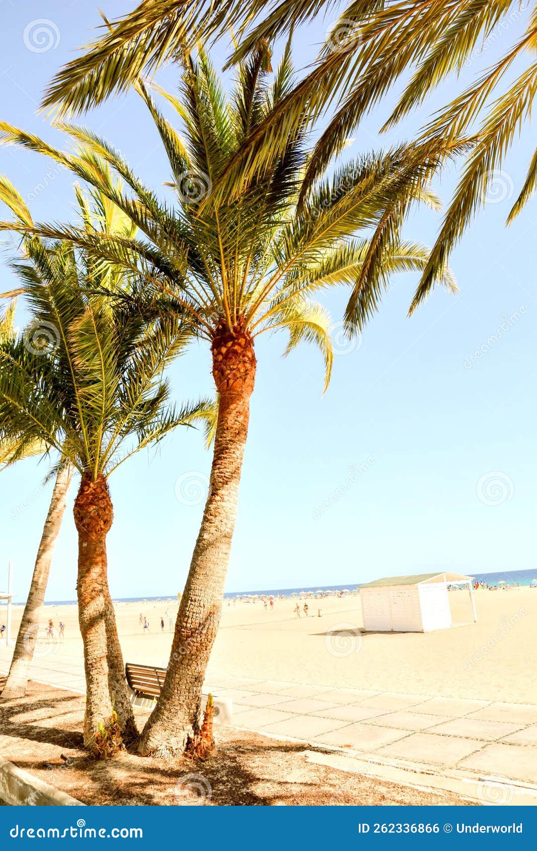 Green Palm Canarian Tree stock photo. Image of coconut - 262336866