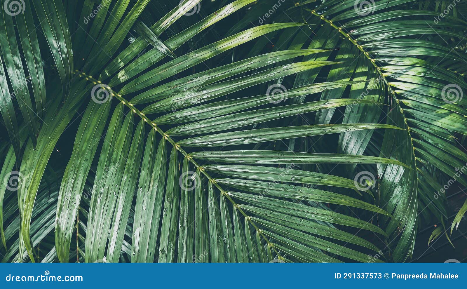 Green of Palm Leaf for Abstract Background, Nature Background, Leaves ...