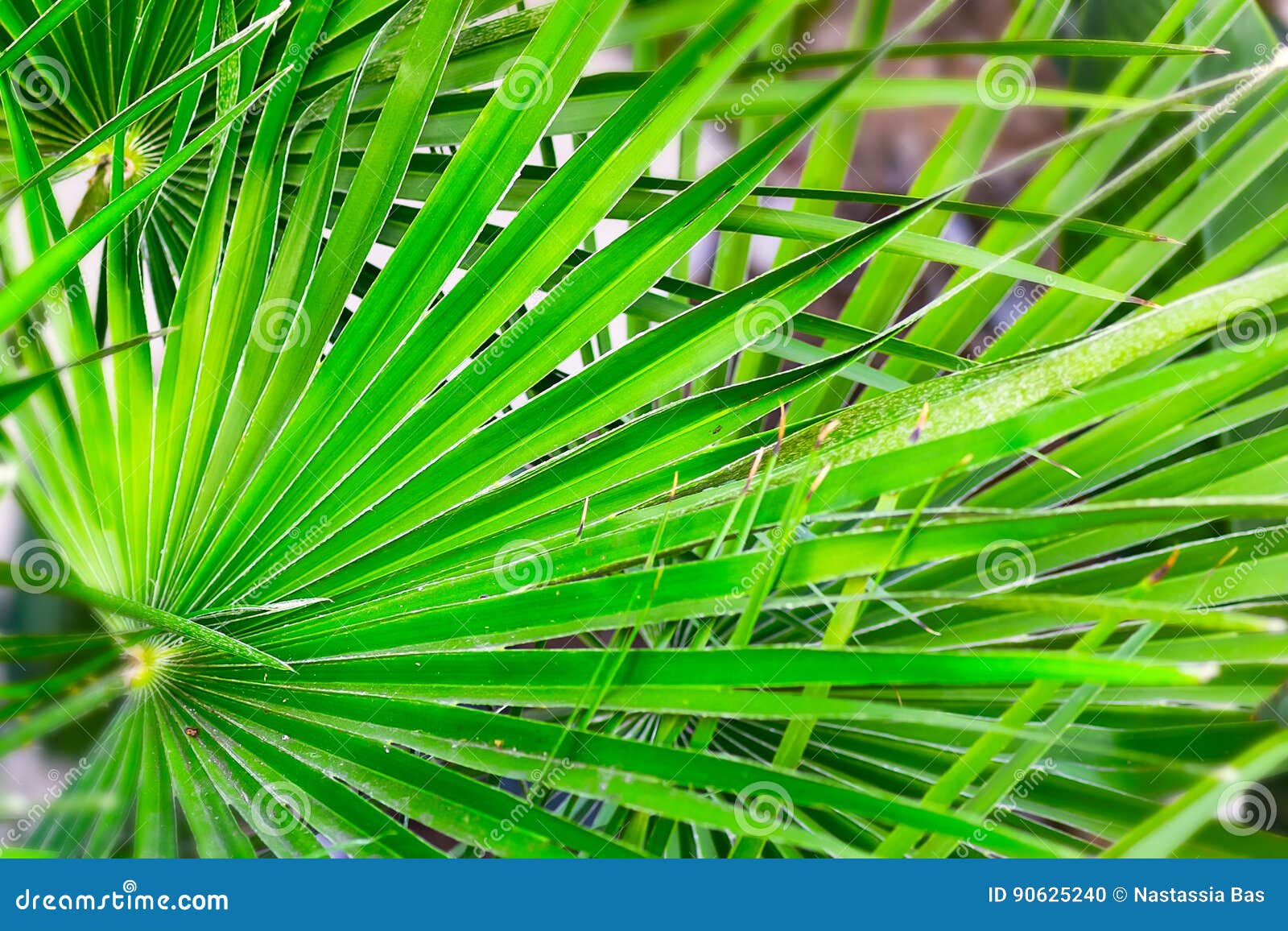 Green Palm Leaf for Background. Horizontal Photo Stock Photo - Image of ...