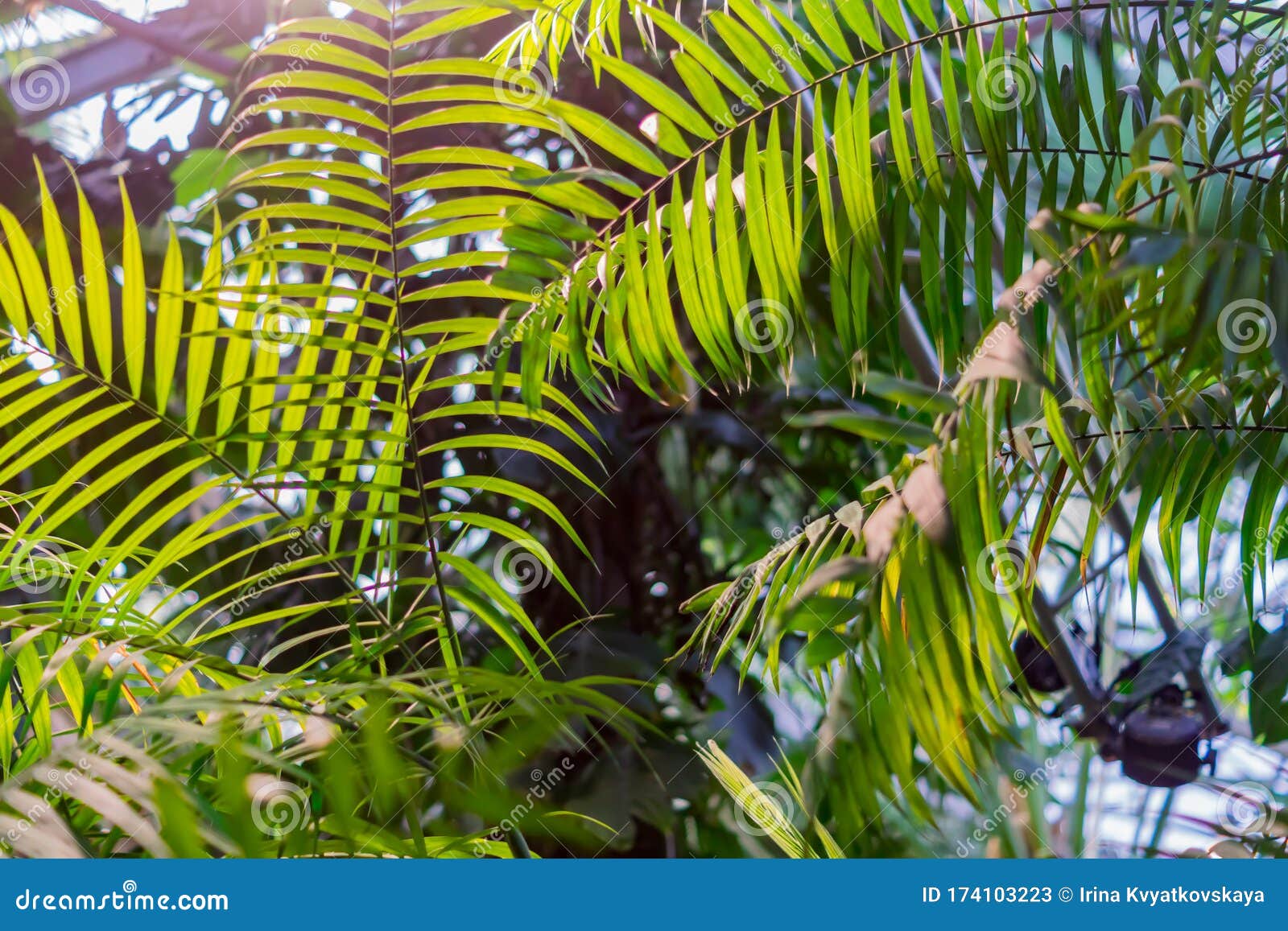 Green Palm Leaf in Botanical Garden Stock Image - Image of leaf, lush ...