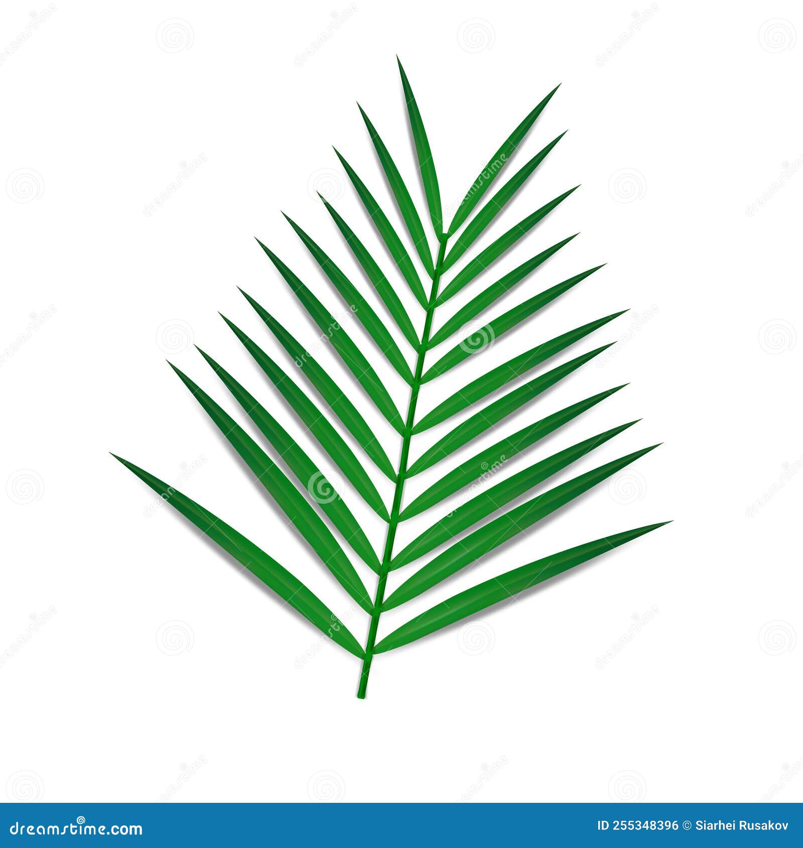 Green Palm Leaf Isolated with Shadow. for Arrangement of Compositions ...