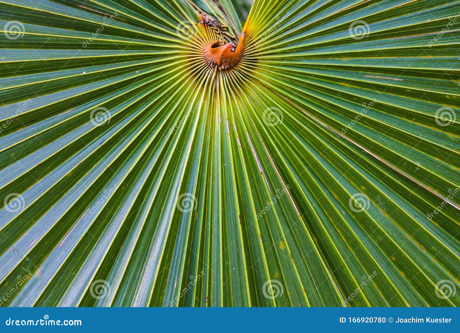 Radial LEaf Of A Penca Palm Royalty-Free Stock Photo | CartoonDealer ...