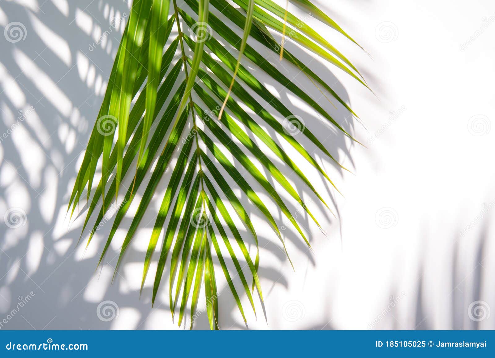 Palm Leaf and Shadows on a White Background Stock Image - Image of ...